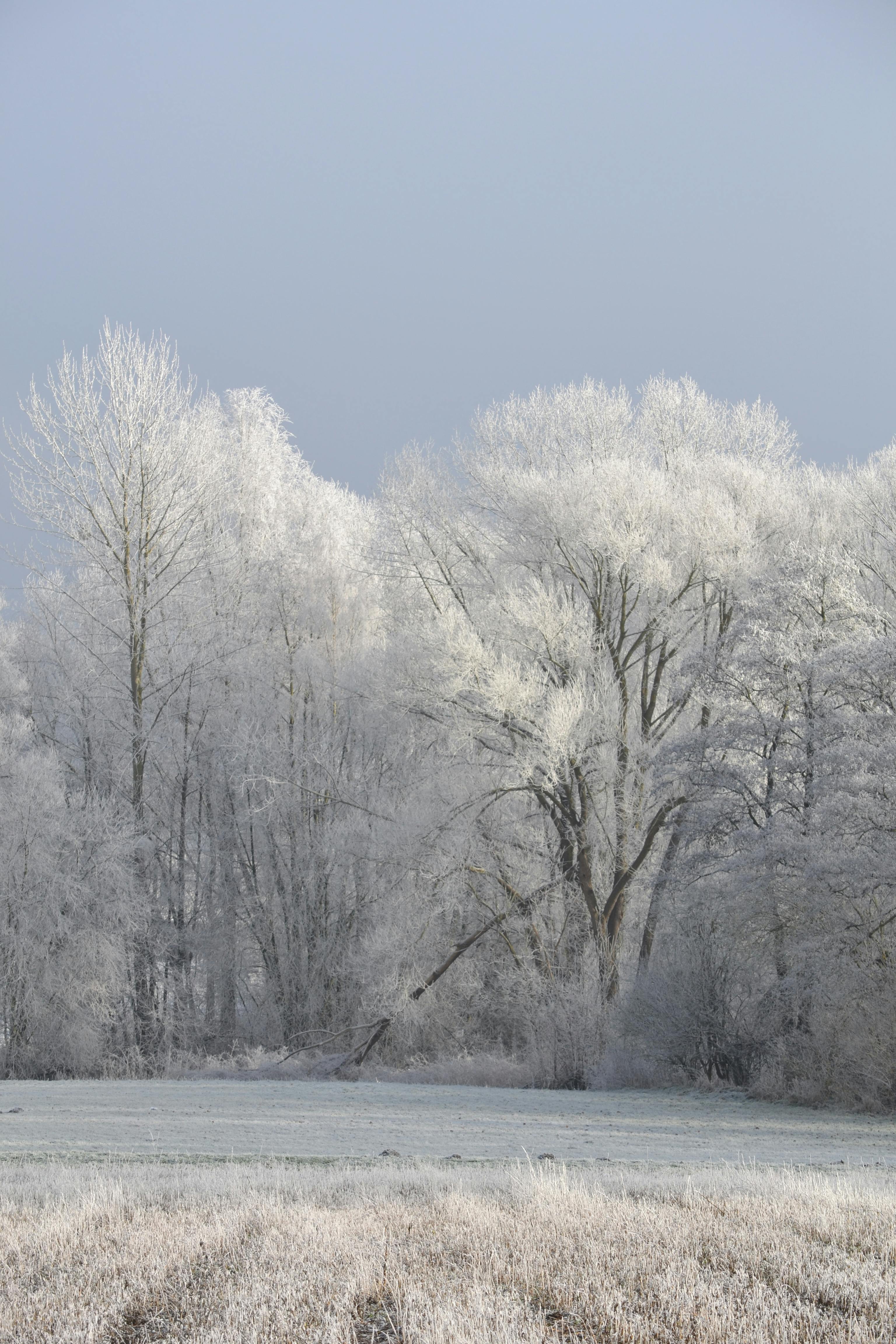 Frosty Winter Trees in Kassel Landscape · Free Stock Photo