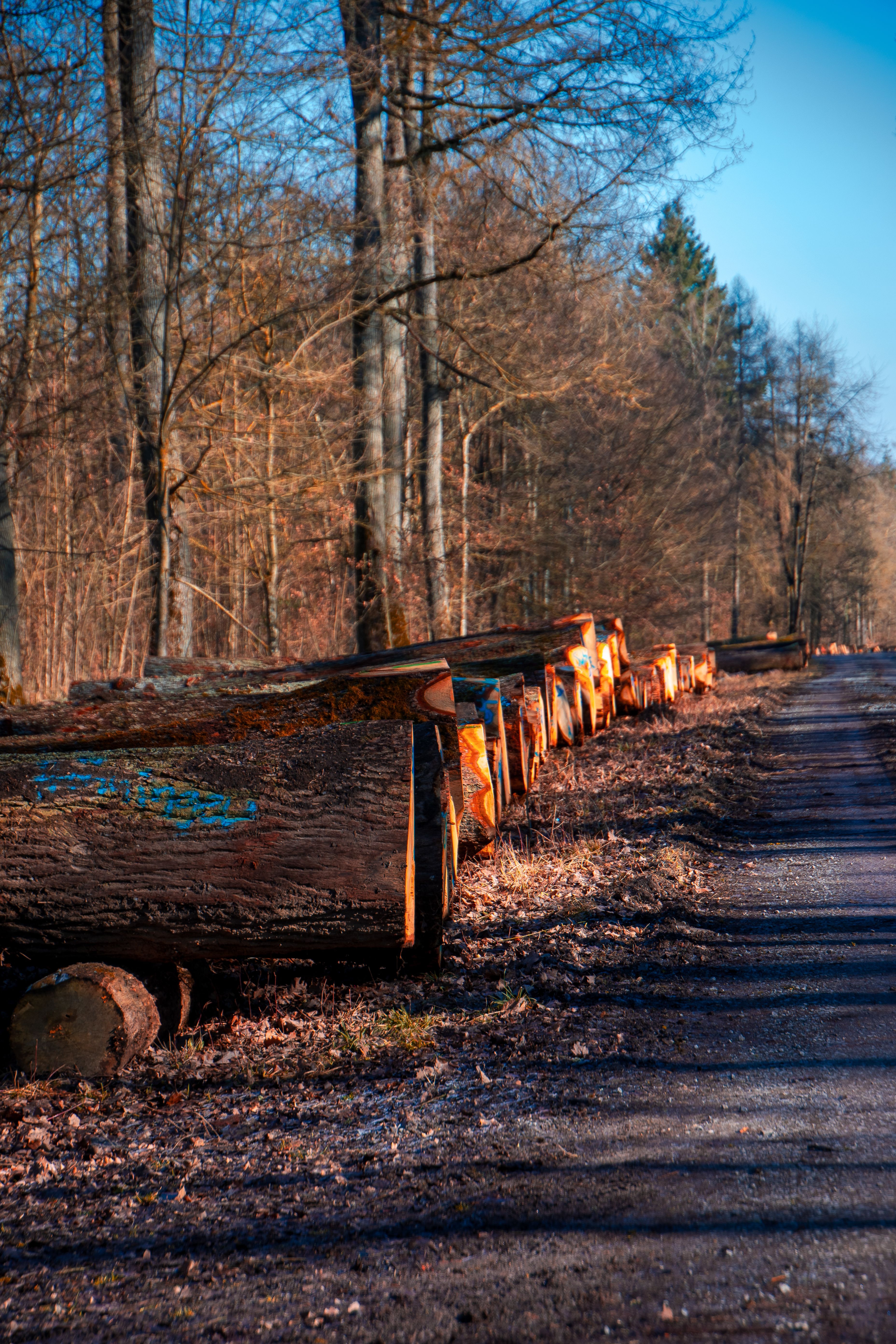 Madera En El Bosque · Foto de stock gratuita