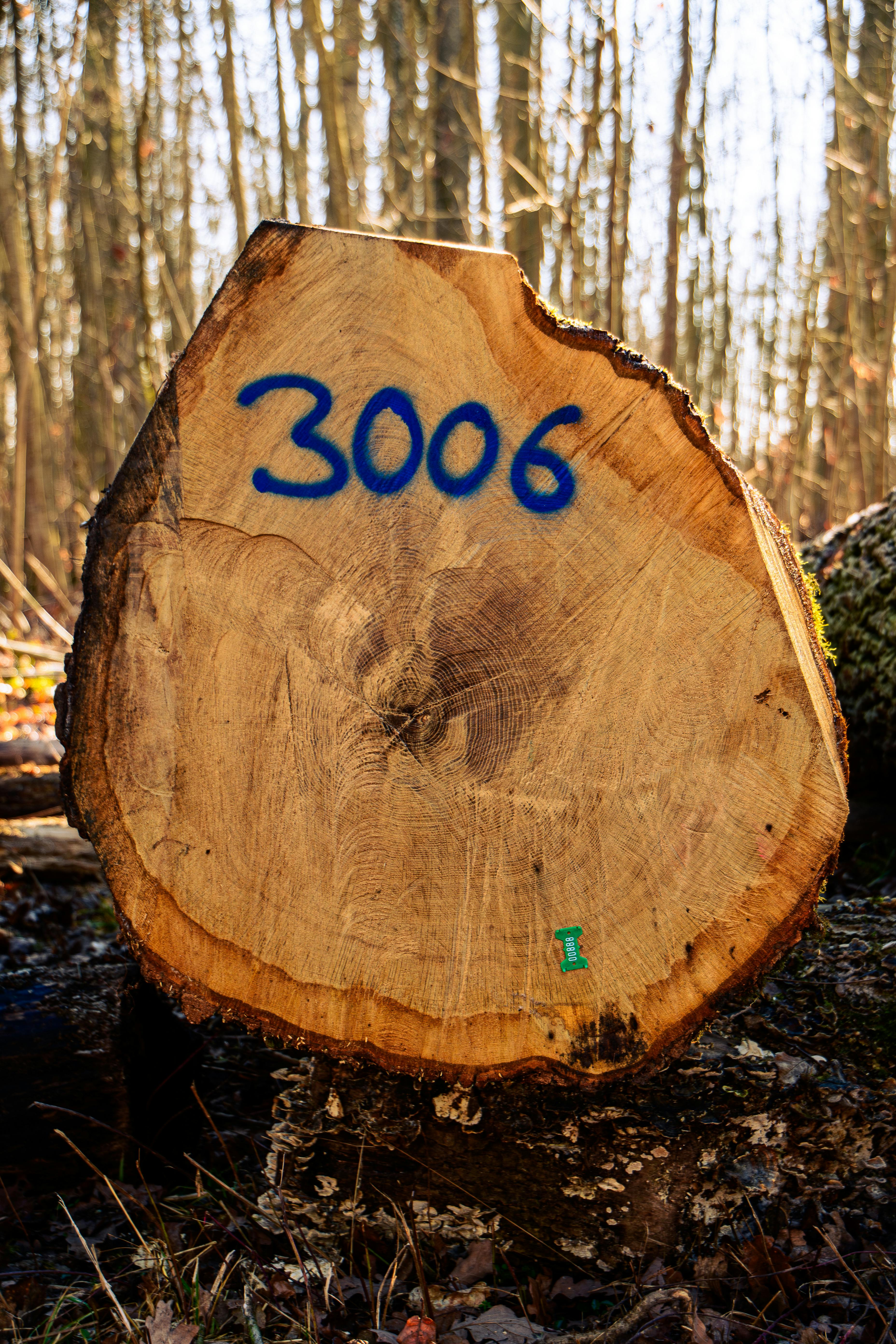 Logging Photos, Download The BEST Free Logging Stock Photos & HD Images