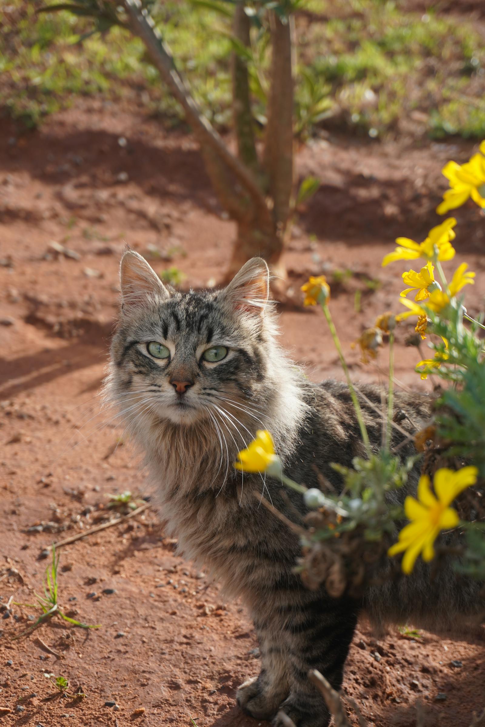 Goofy Ahh Cat Photos, Download The BEST Free Goofy Ahh Cat Stock Photos ...