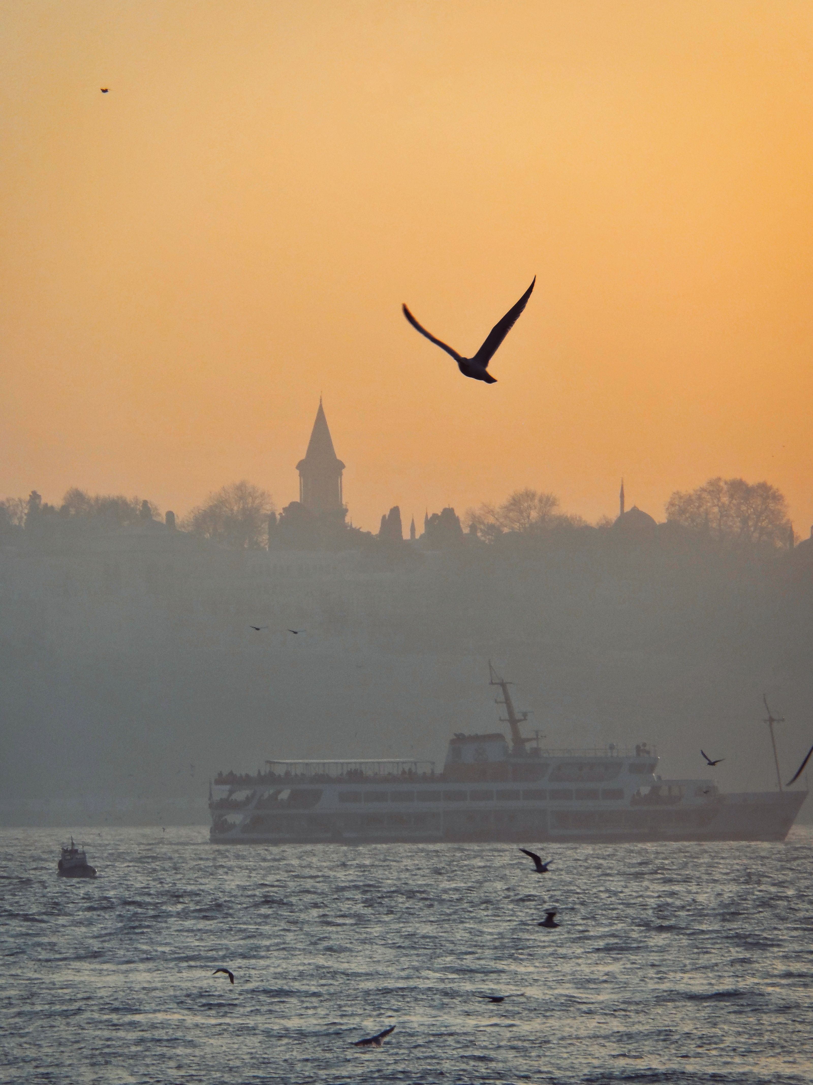 Dawn Bird Photos, Download The BEST Free Dawn Bird Stock Photos & HD Images