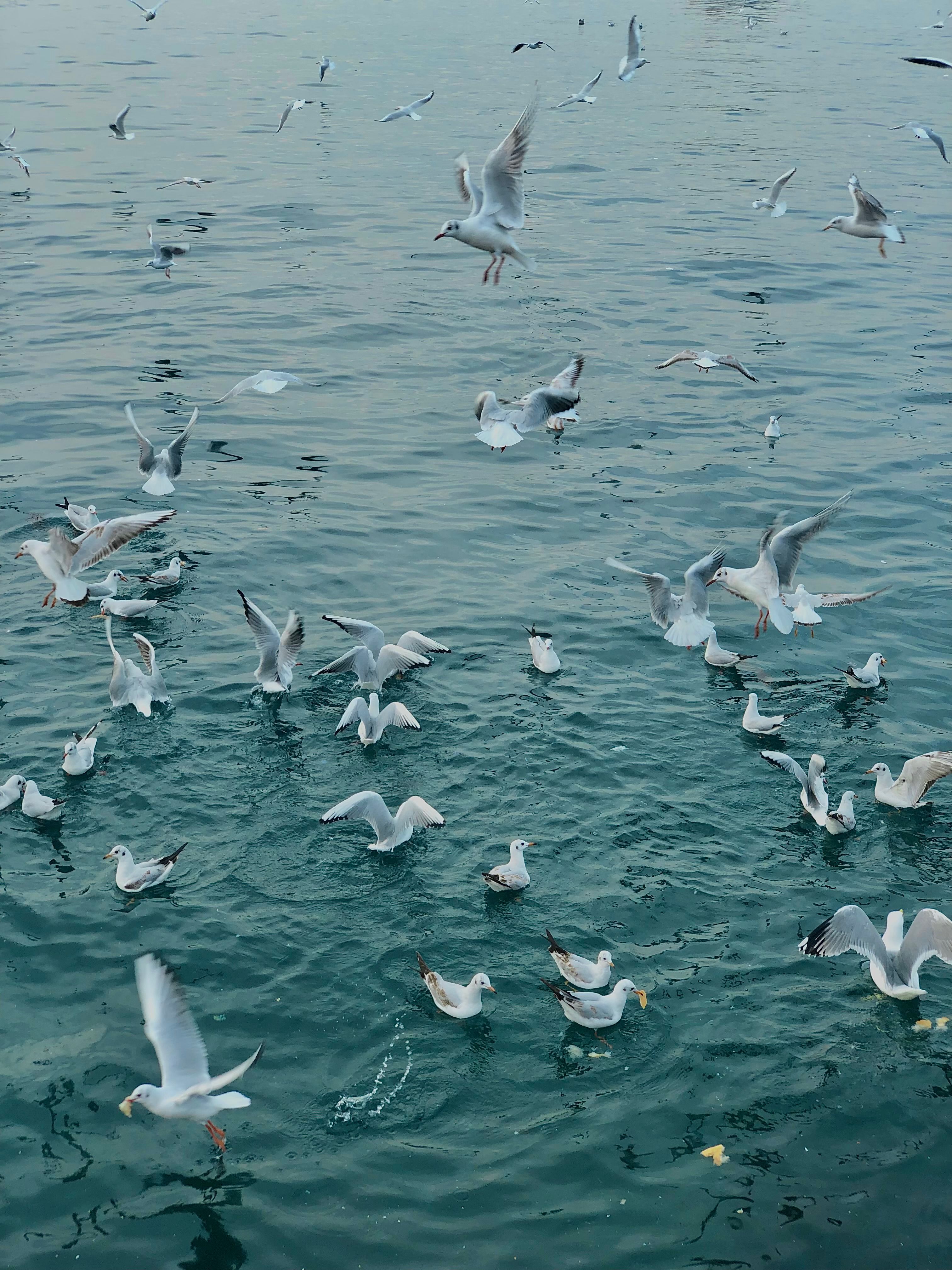 Flock of Seagulls Over Clear Ocean Waters · Free Stock Photo