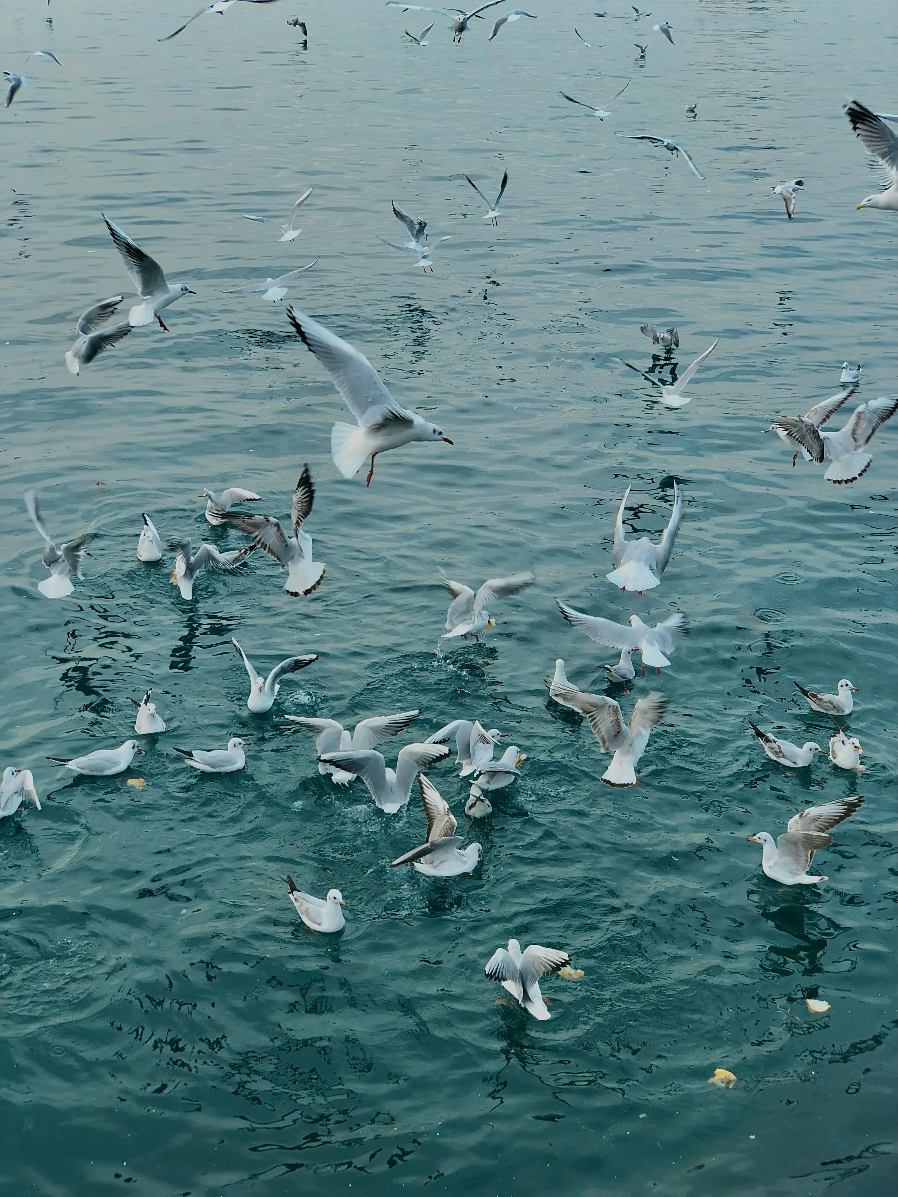 Flock of Seabirds Soaring Above the Blue Sea · Free Stock Photo