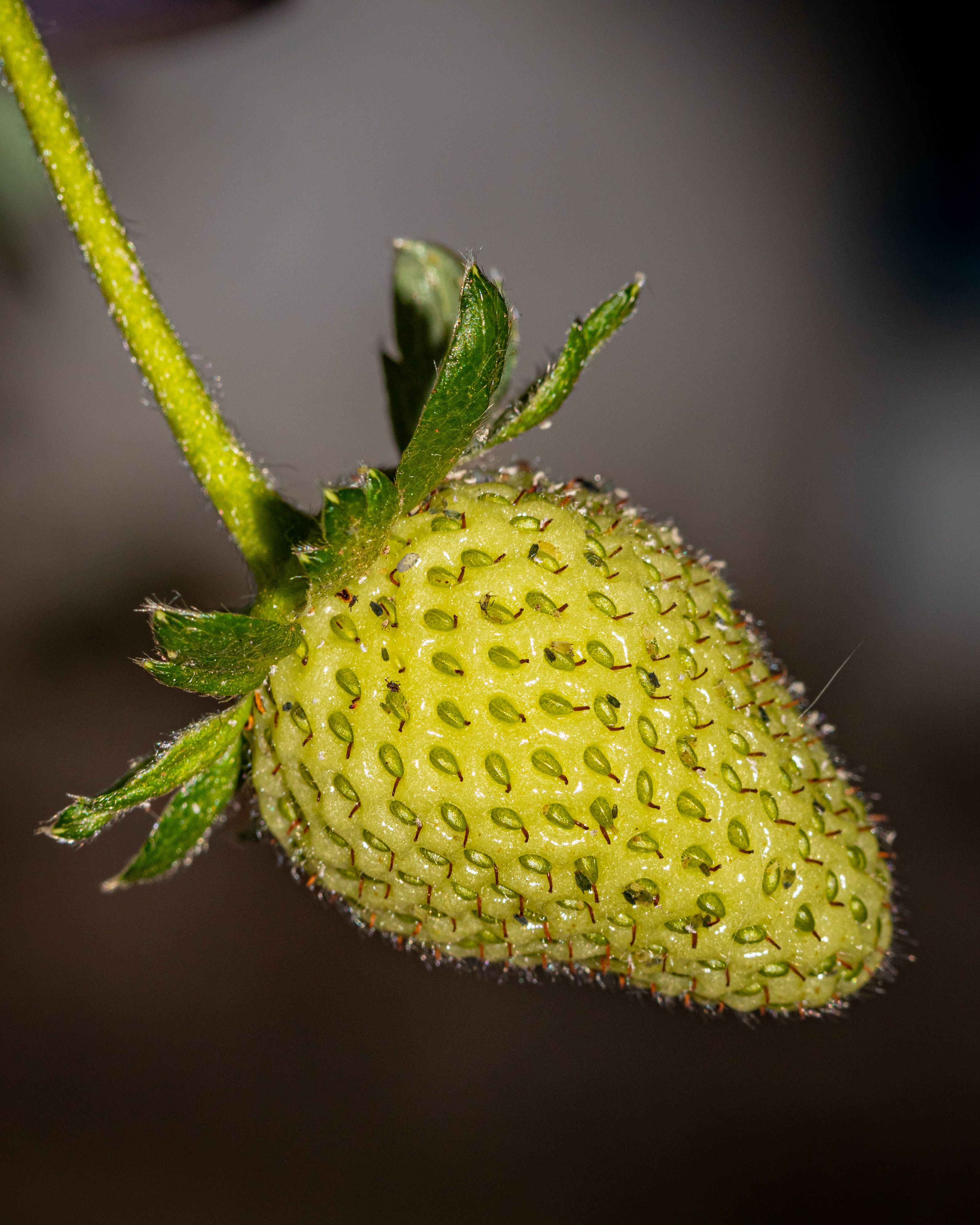 Close-up of an Unripe Strawberry in Brazil · Free Stock Photo