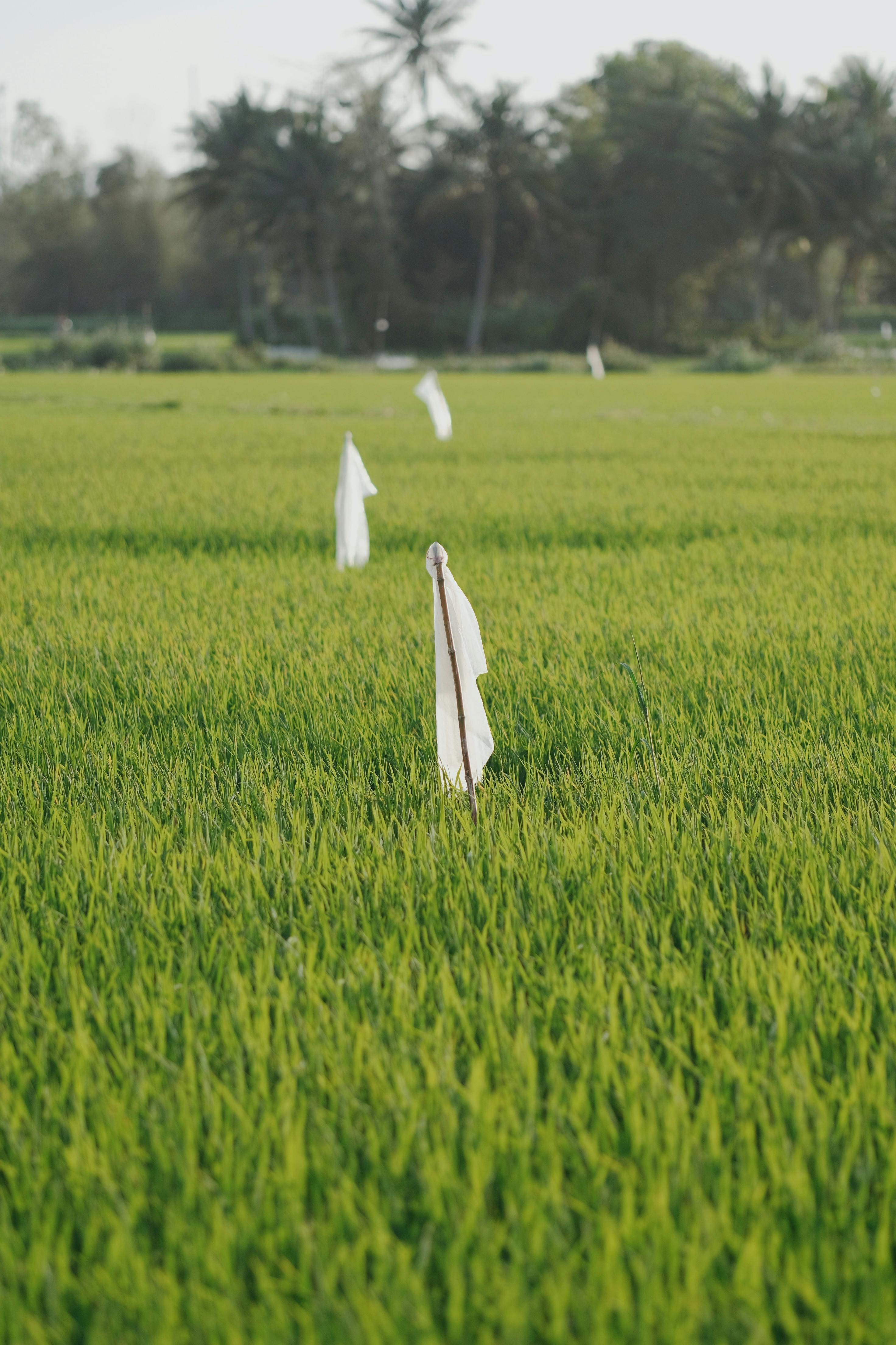 Green Rice Field with Protective Flags at Daytime · Free Stock Photo