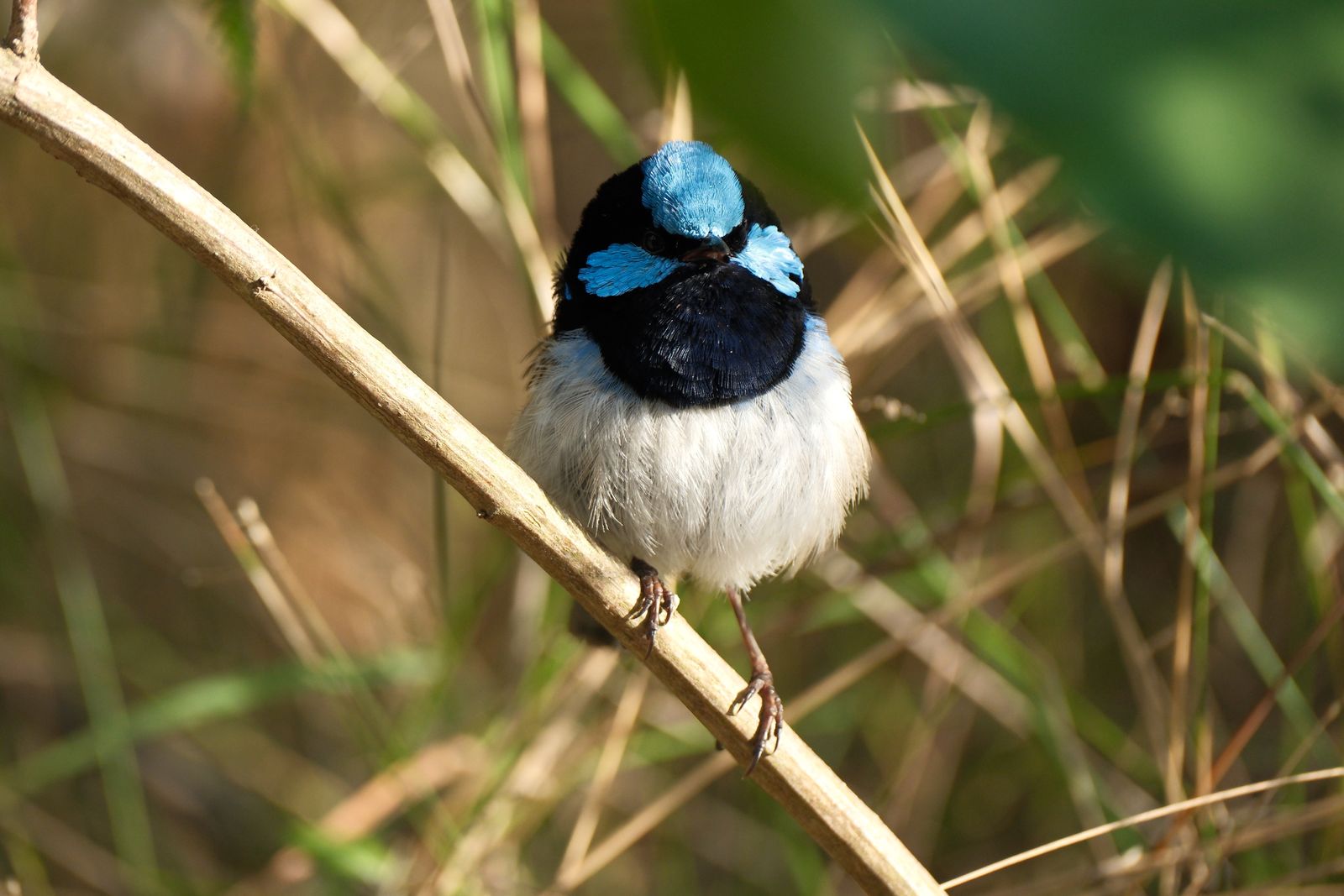 Blue Wren Photos, Download The BEST Free Blue Wren Stock Photos & HD Images