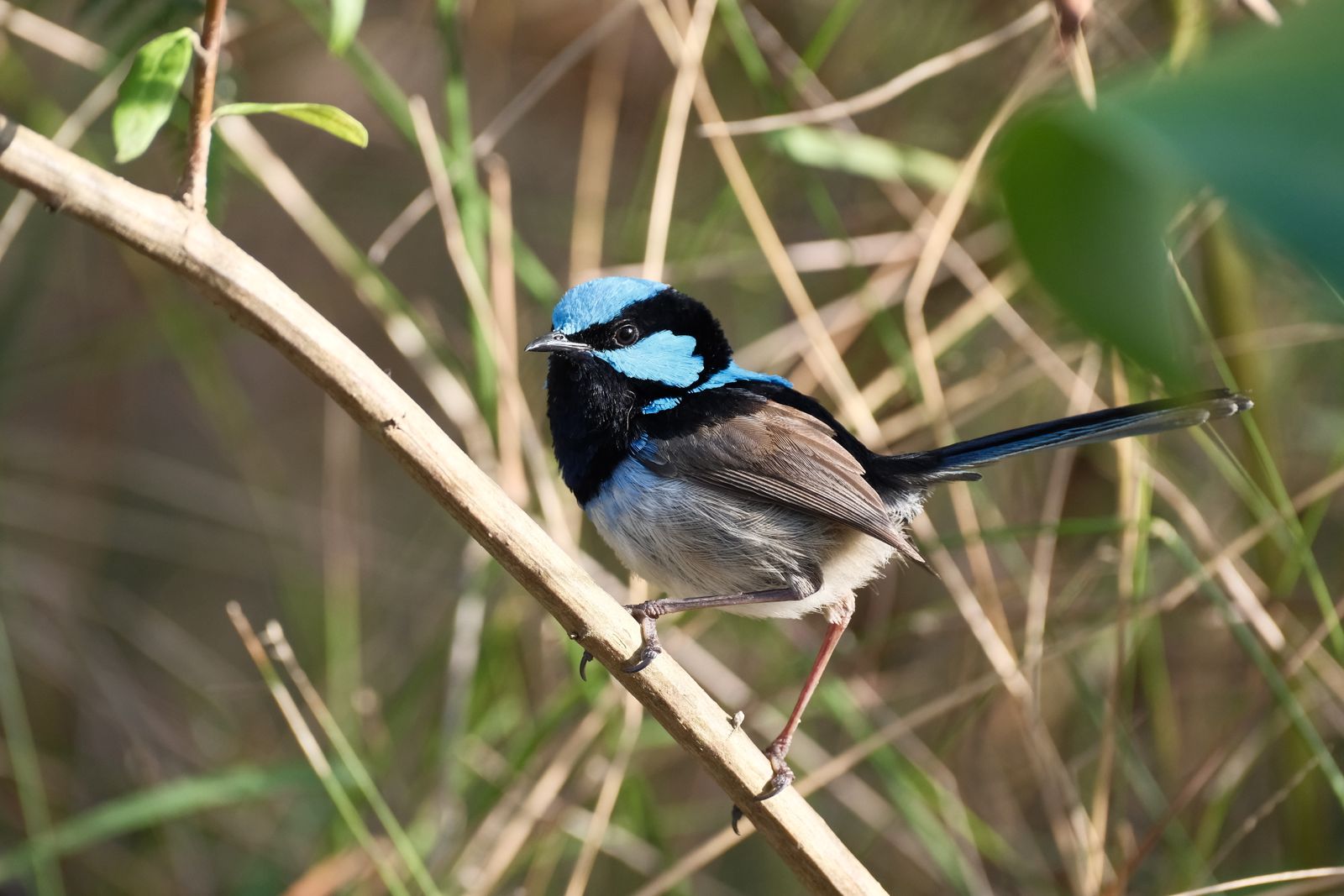 Blue Wren Photos, Download The BEST Free Blue Wren Stock Photos & HD Images