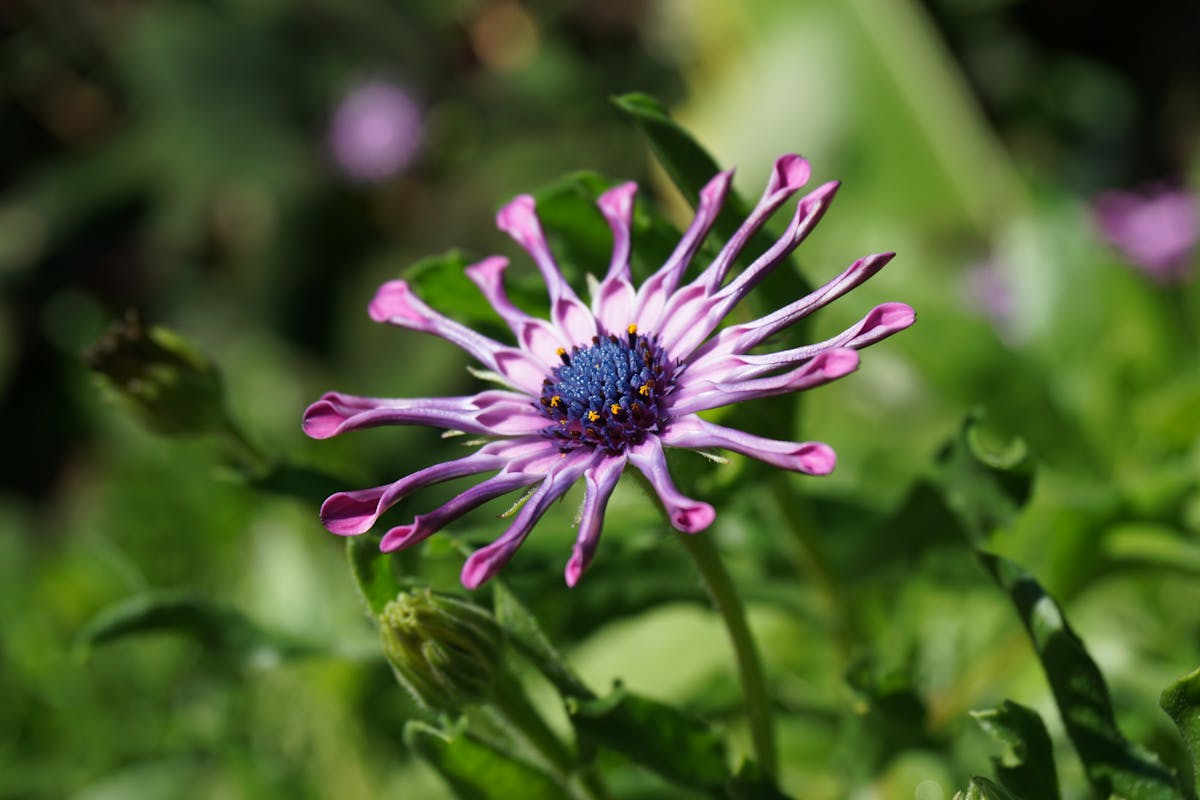 Purple Topo Photos, Download The BEST Free Purple Topo Stock Photos ...
