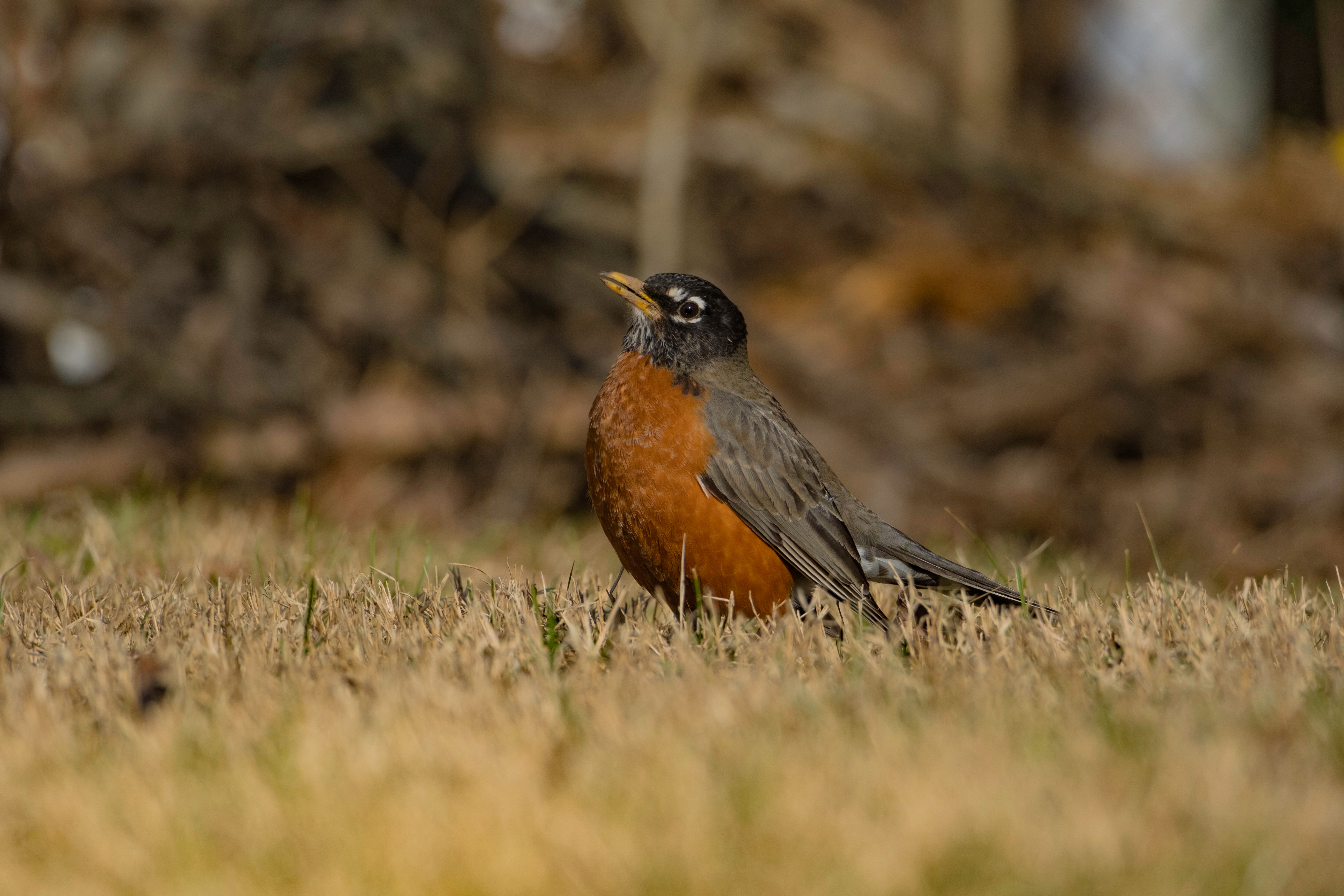 American Robin in Kentucky Field during Autumn · Free Stock Photo