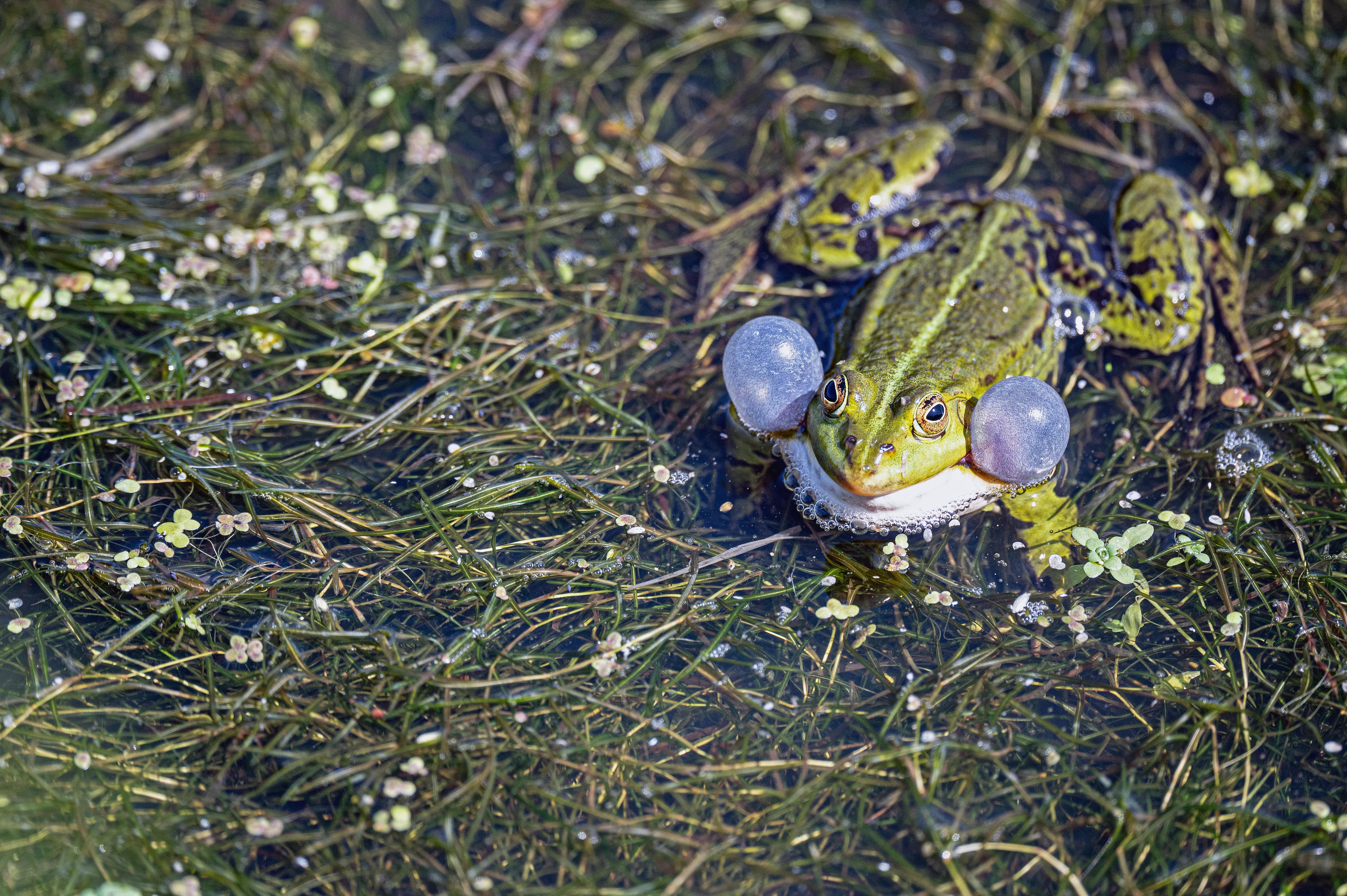 Green Frog Croaking in Cuxhaven Pond · Free Stock Photo