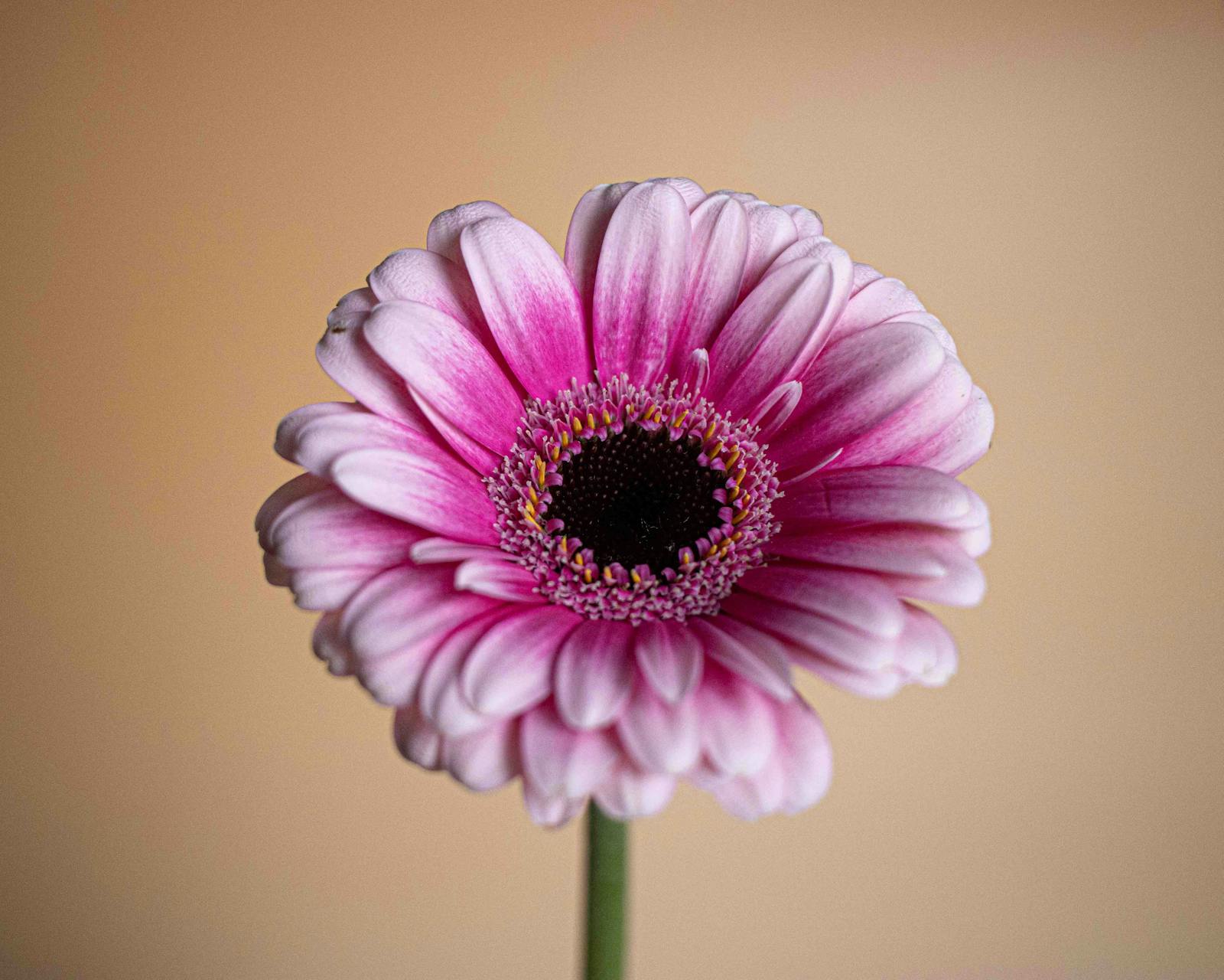 Flower Isolated Photos, Download The BEST Free Flower Isolated Stock ...