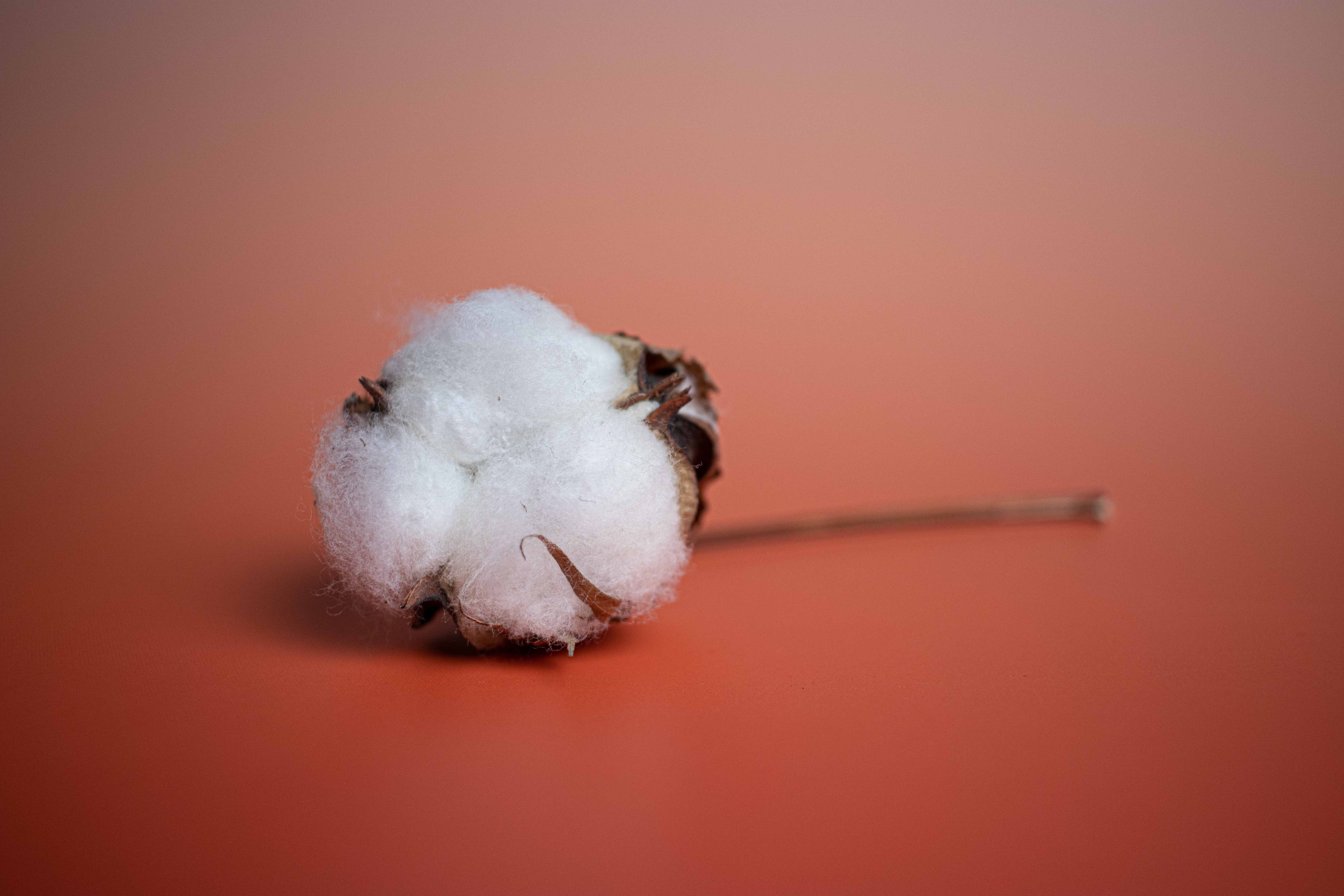 Cotton Boll on Orange Background Close-up · Free Stock Photo