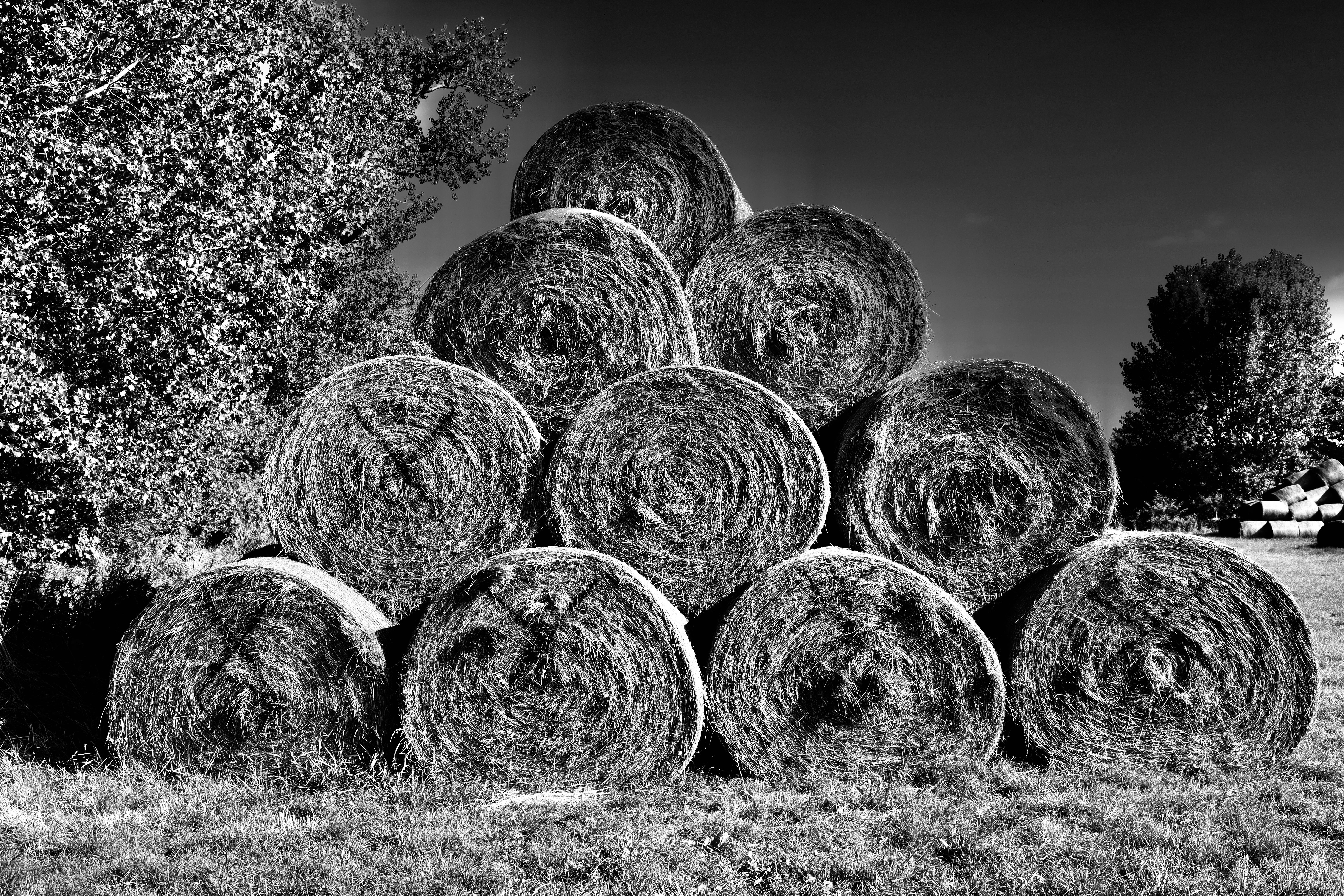 Black and White Hay Bales in Rural Landscape · Free Stock Photo
