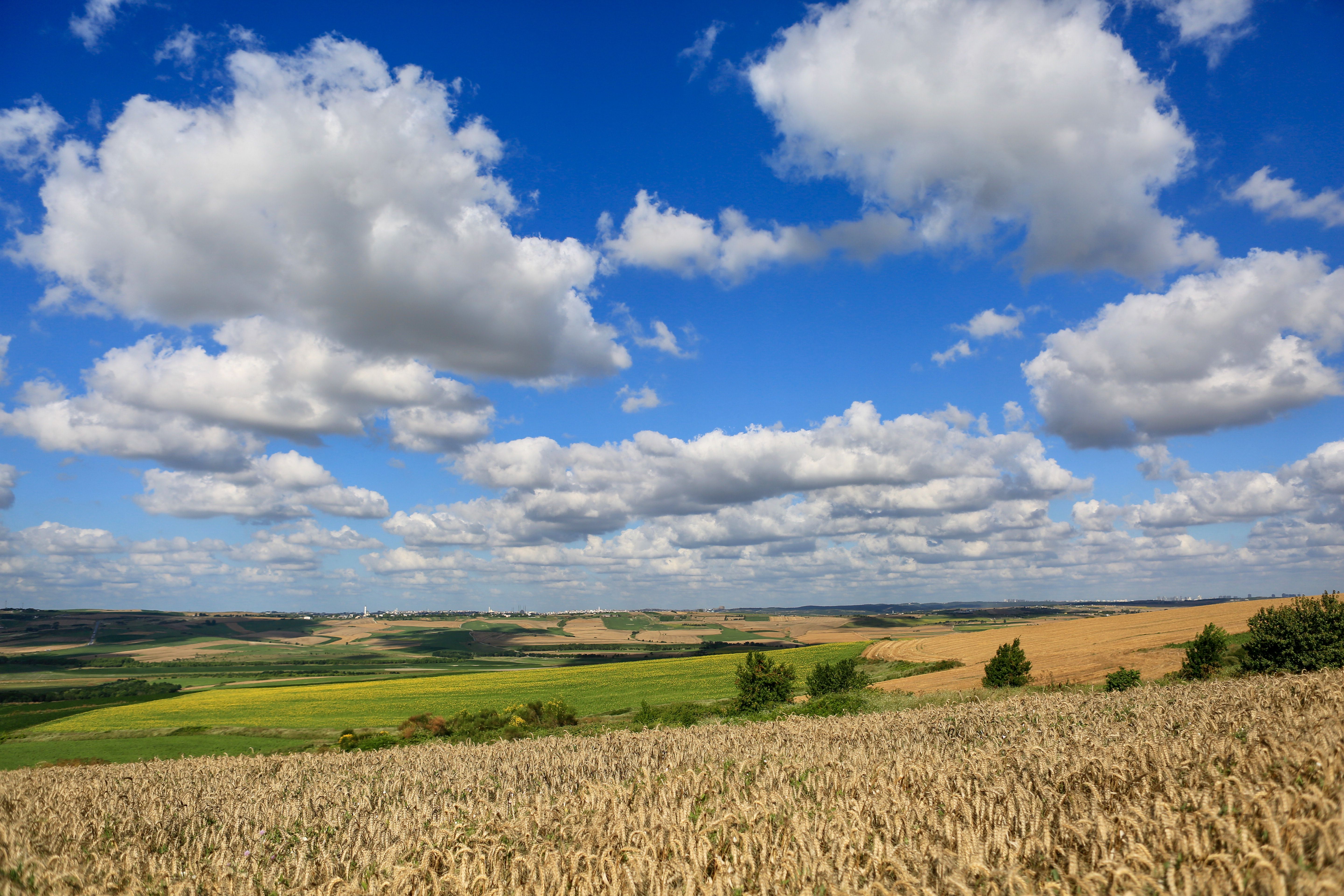 Golden Wheat Fields in Çatalca, İstanbul · Free Stock Photo