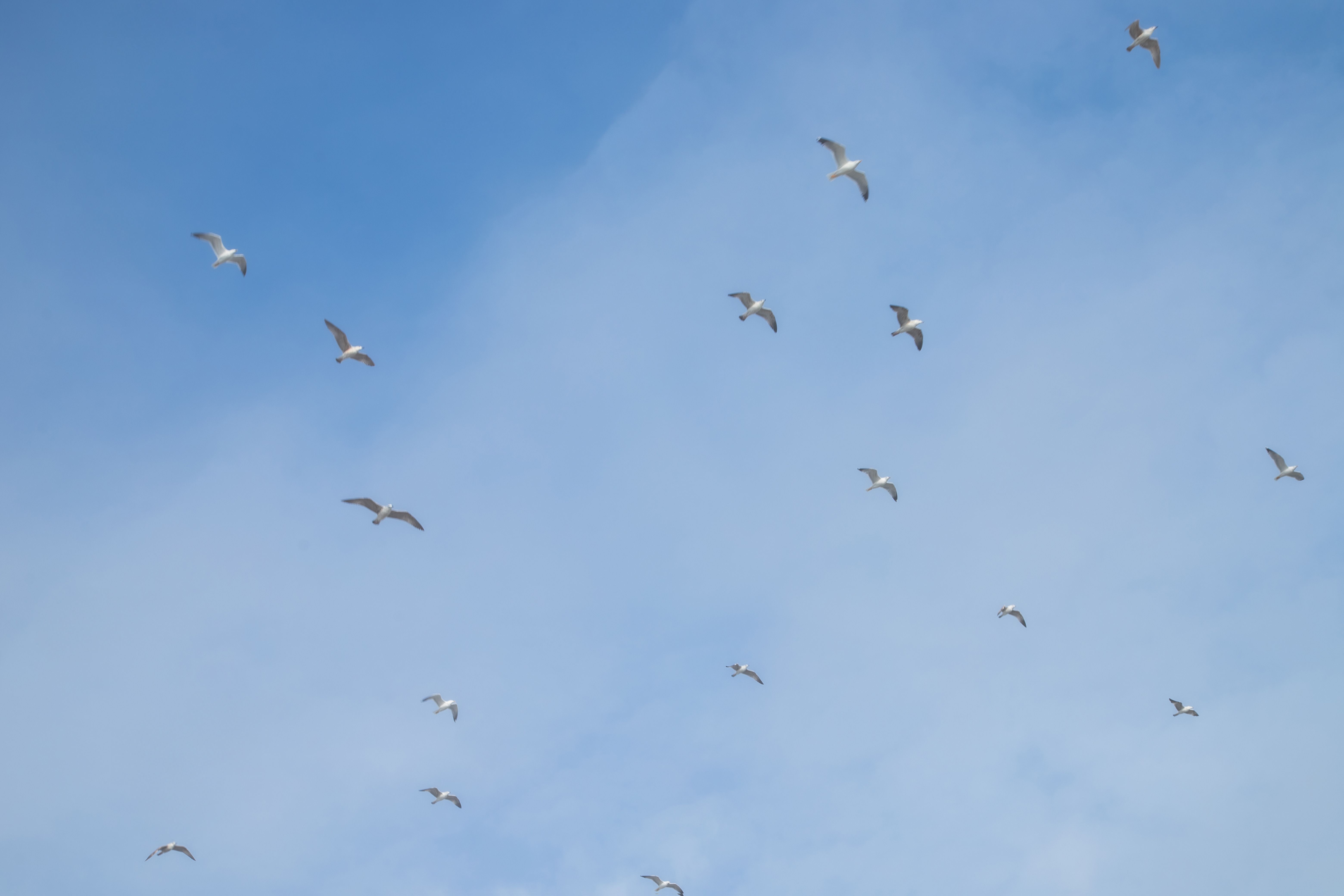 Flock of Birds Soaring in a Clear Blue Sky · Free Stock Photo
