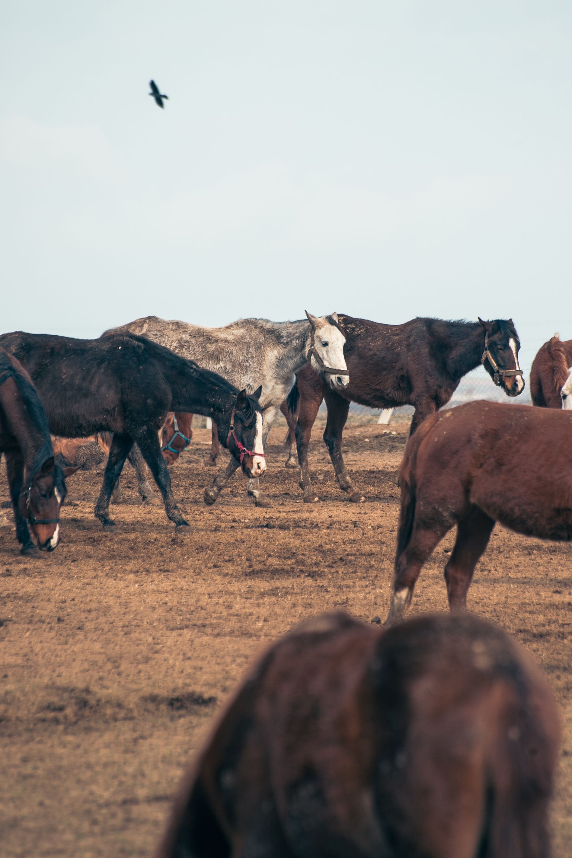 Group of Horses Grazing in Open Field · Free Stock Photo
