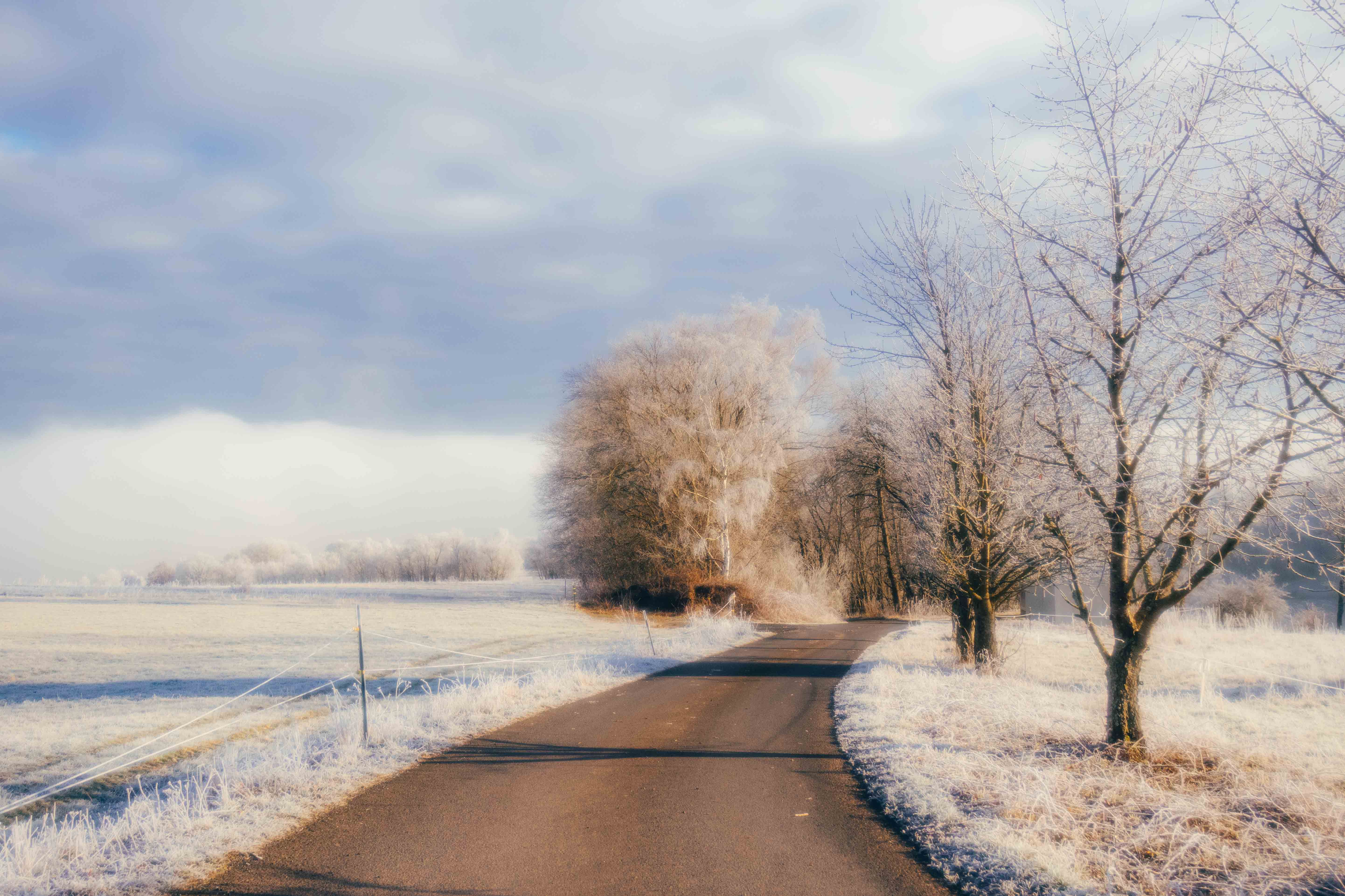 Frosty Winter Landscape with Icy Trees · Free Stock Photo