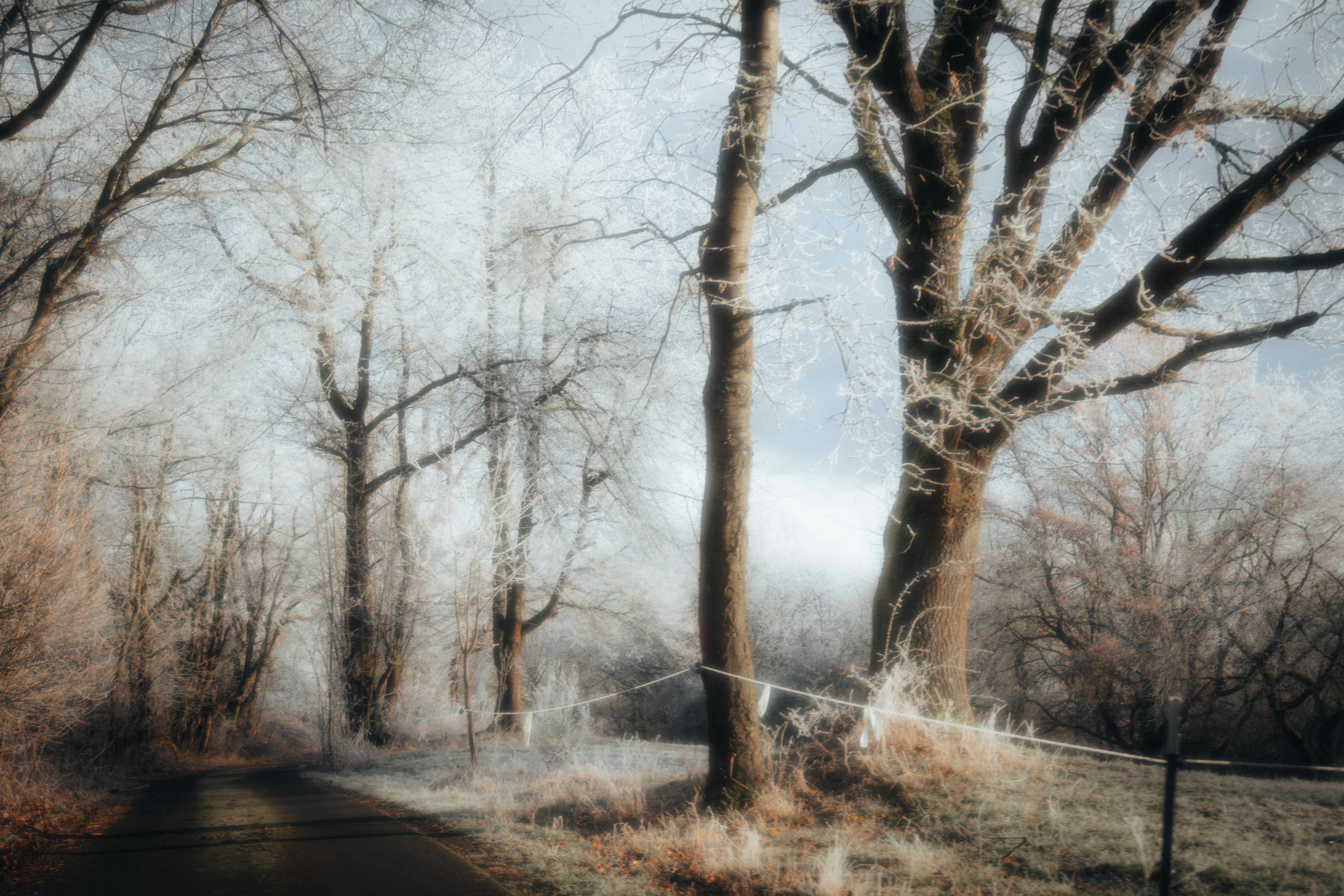 Serene Winter Path Through Frosty Trees · Free Stock Photo