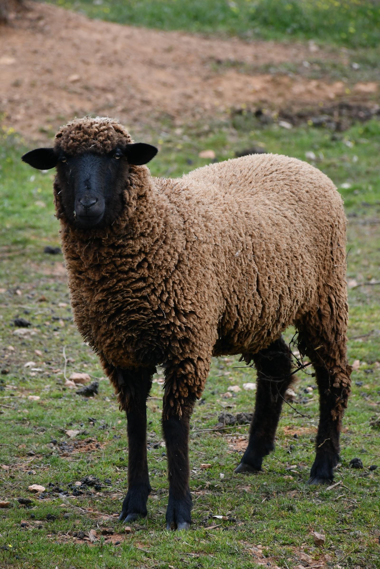 Black Faced Sheep Photos, Download The BEST Free Black Faced Sheep ...