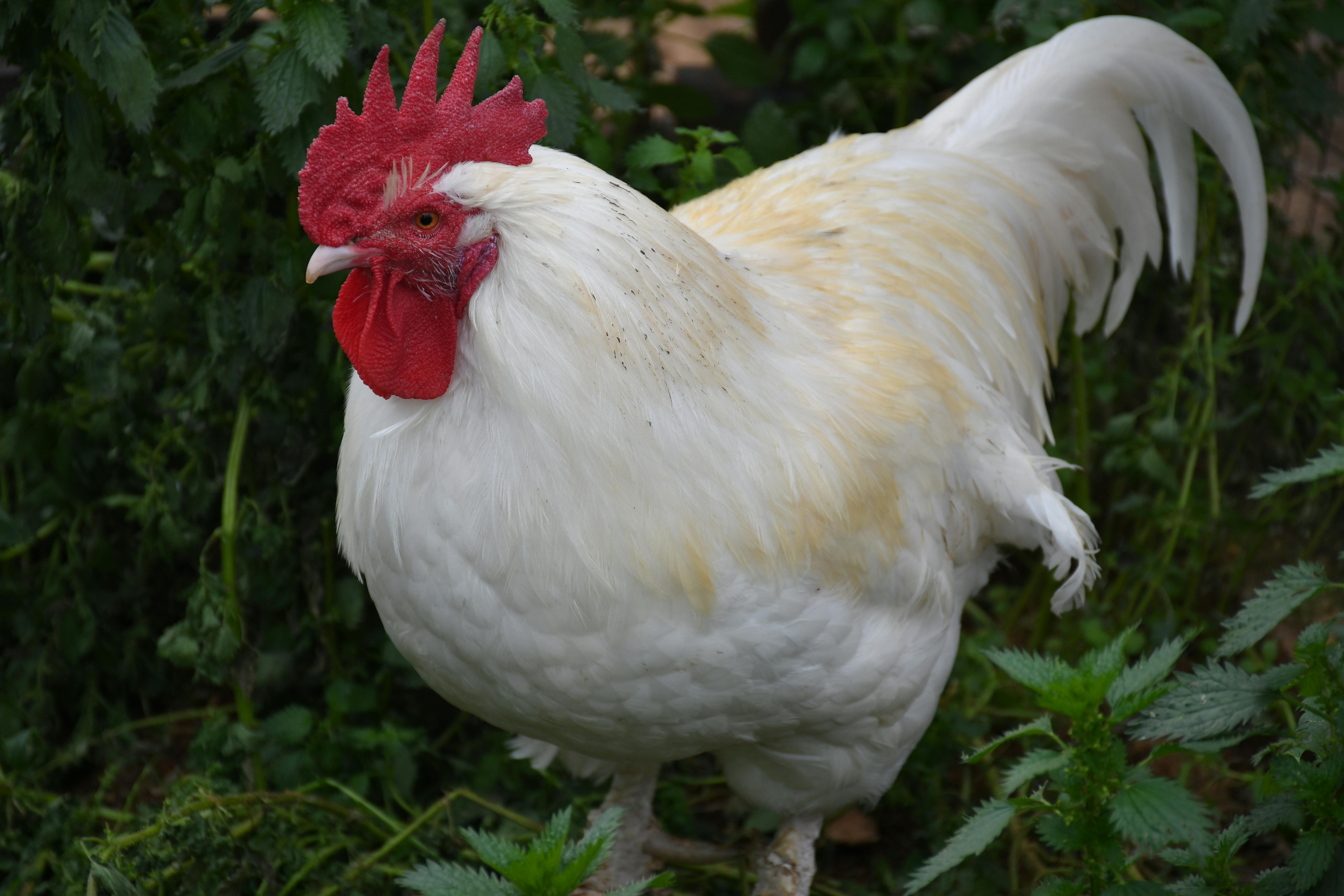 Chicken Farm Pictures Photos, Download The BEST Free Chicken Farm ...
