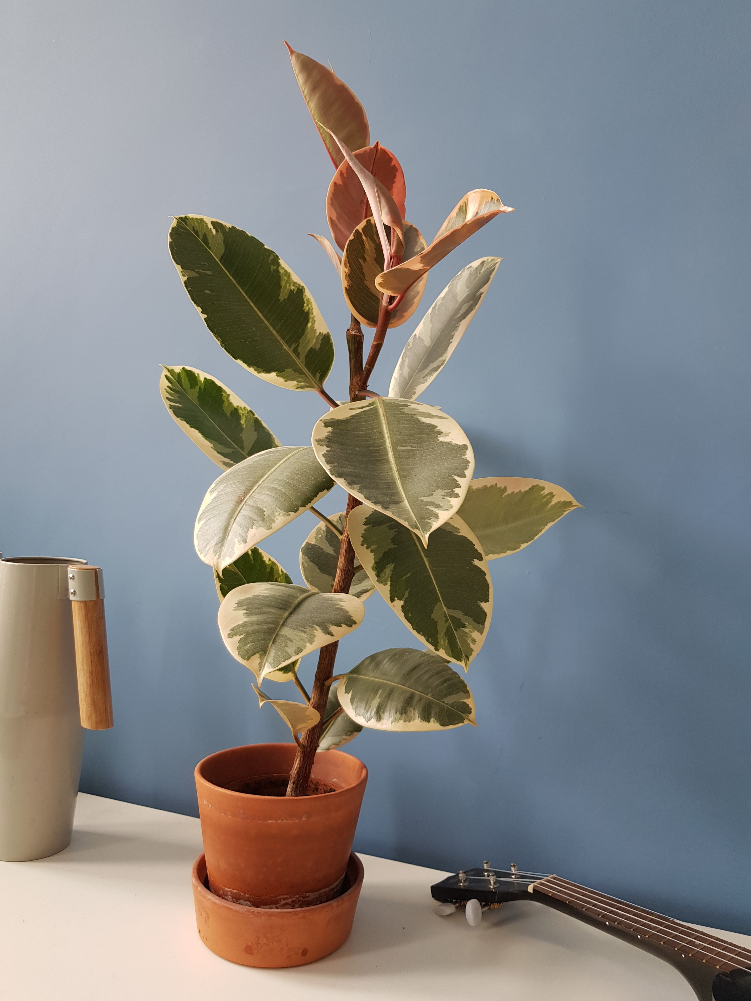 Closeup Photo of Rubber Plant · Free Stock Photo
