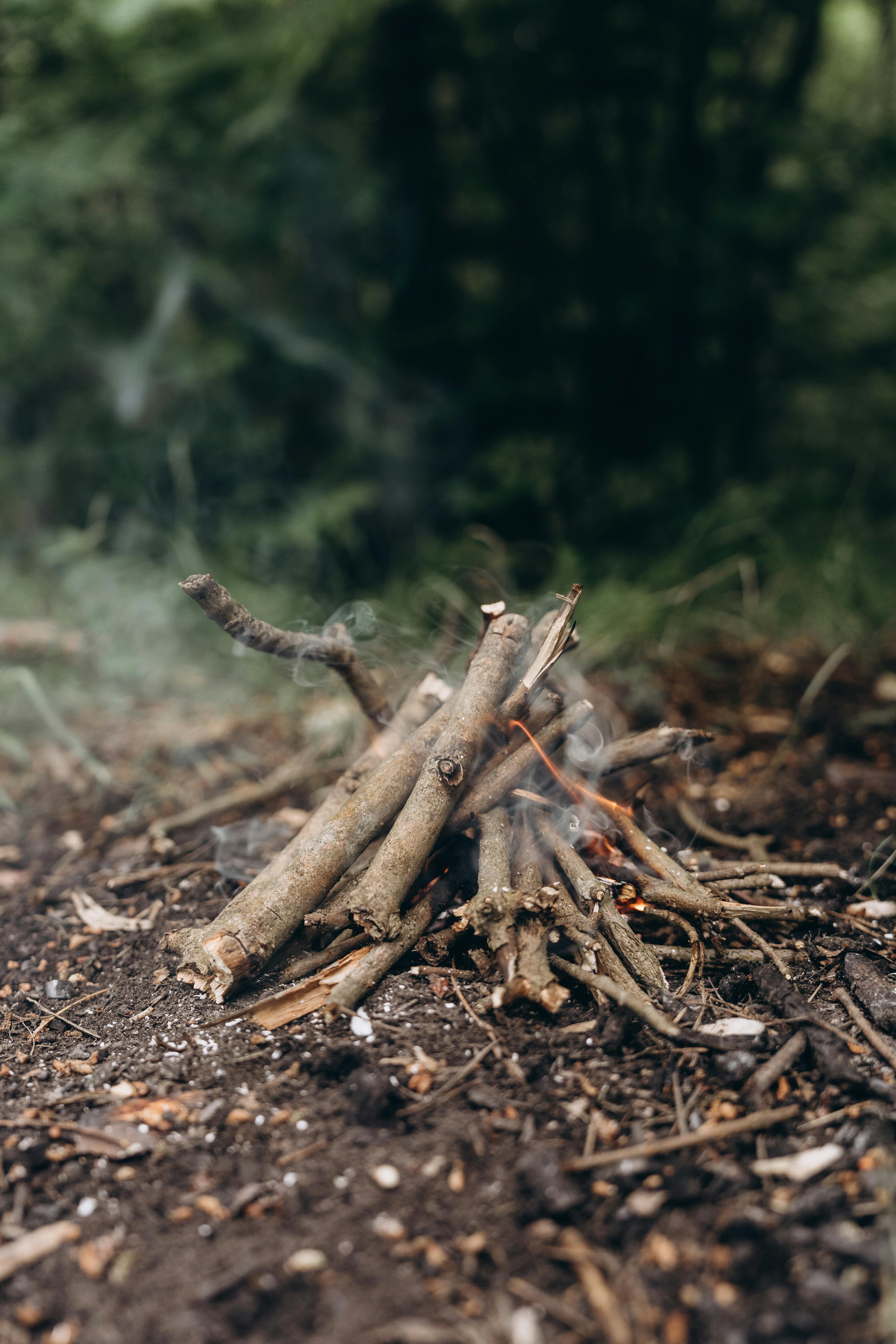 Campfire Setup in a Forested Clearing · Free Stock Photo