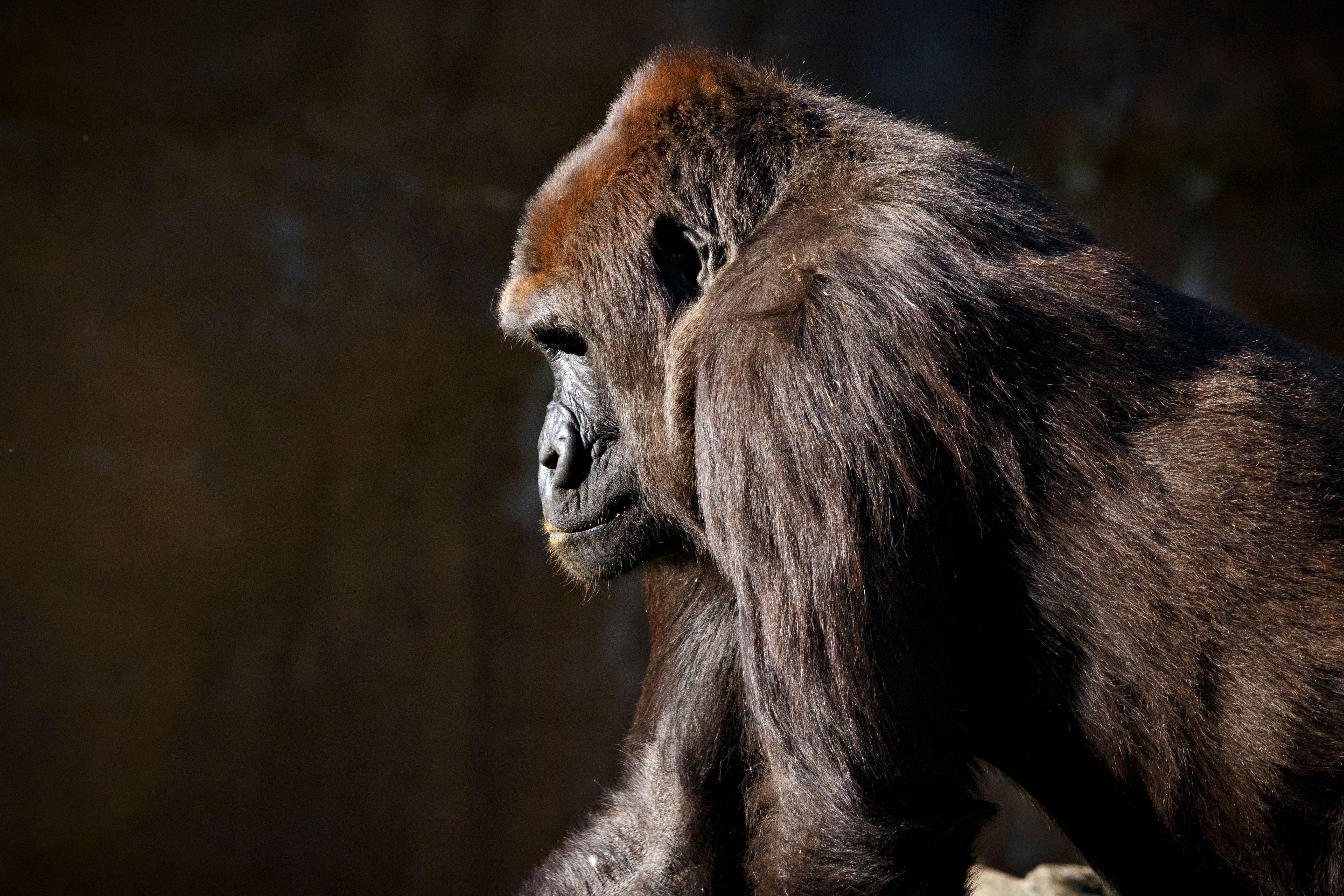 Nilai Stop Ape Photos, Download The BEST Free Nilai Stop Ape Stock ...