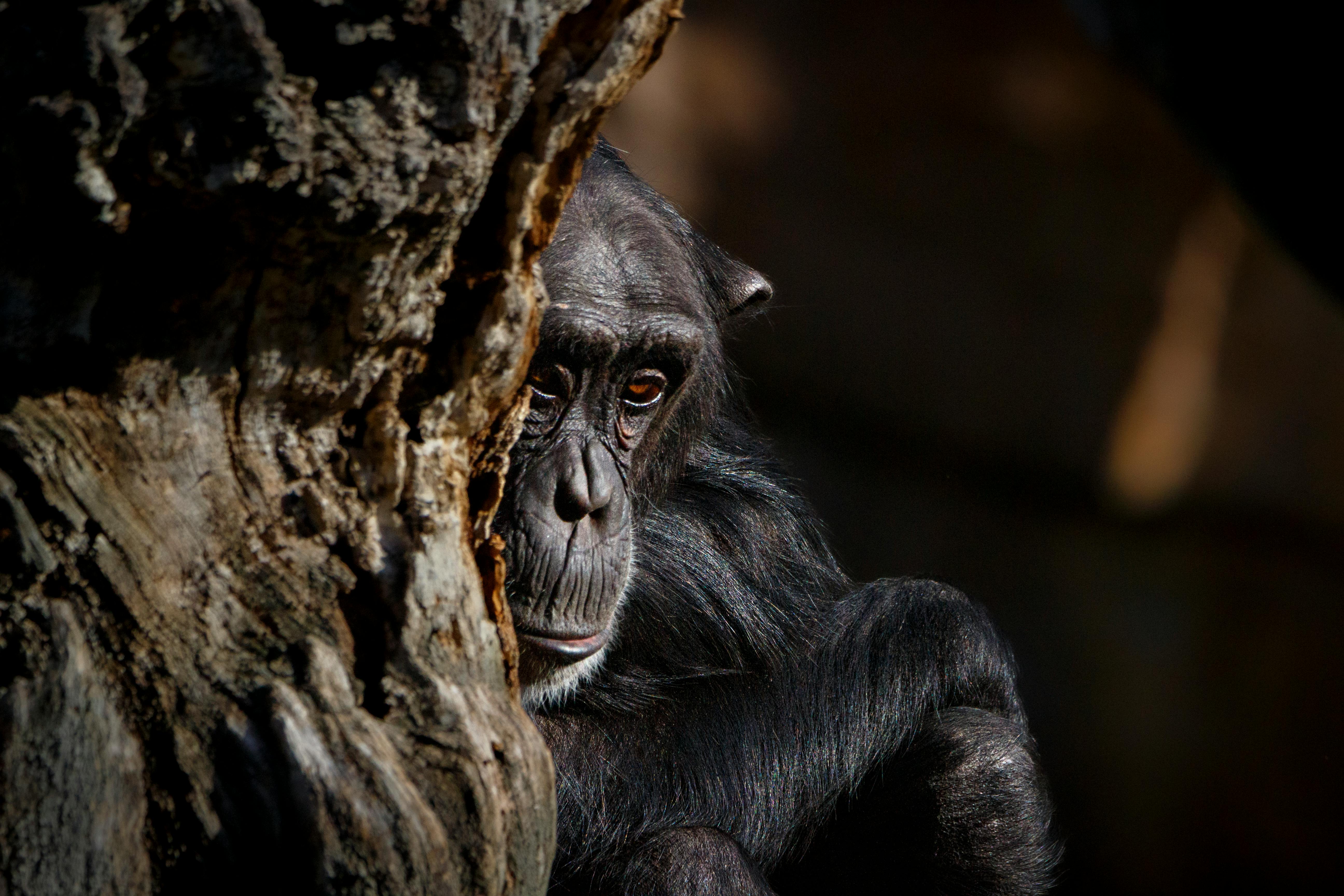 Chimpanzee Peering Behind Tree in Nature · Free Stock Photo