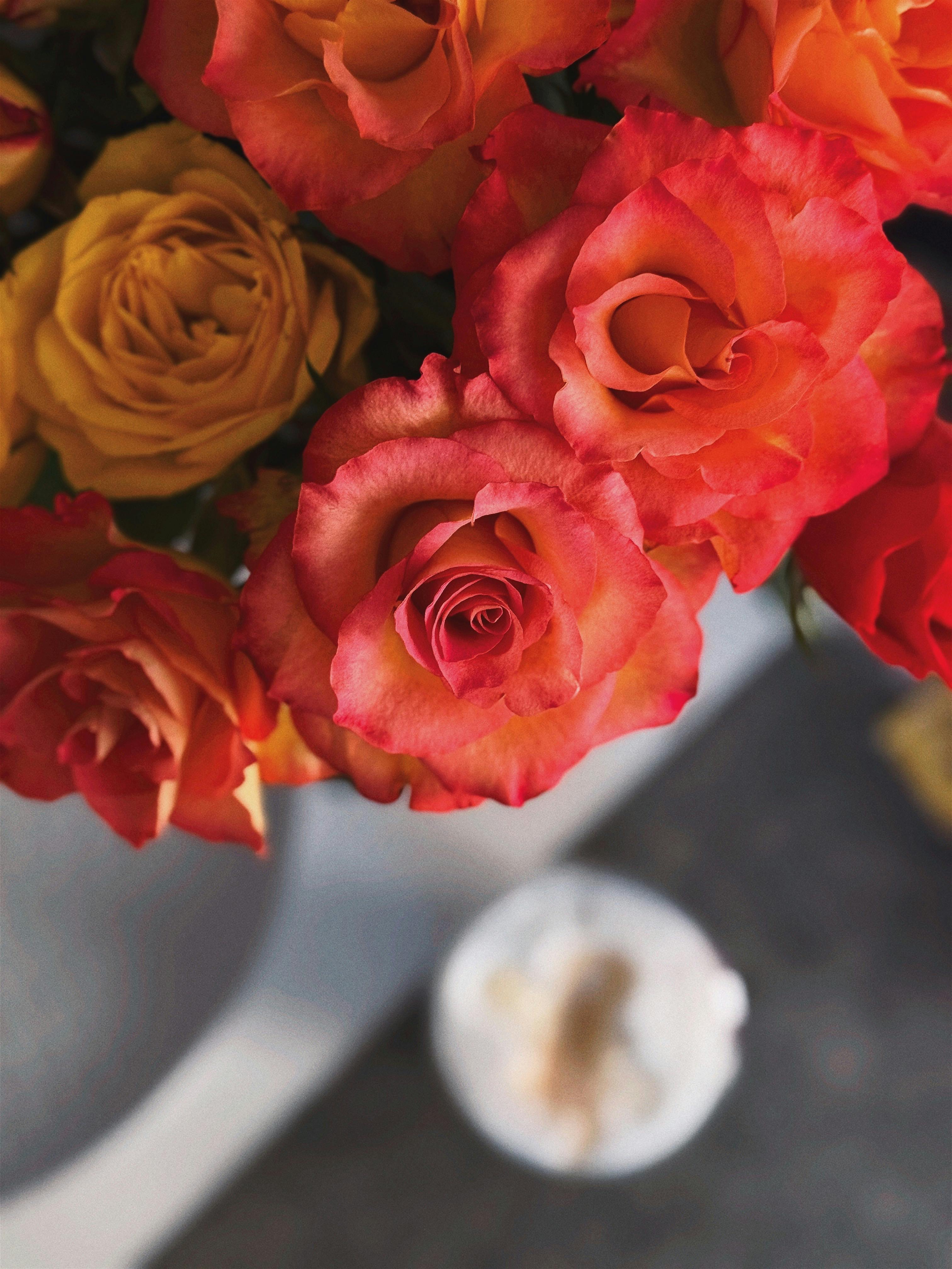 Gorgeous Bouquet of Vibrant Roses Close-Up · Free Stock Photo