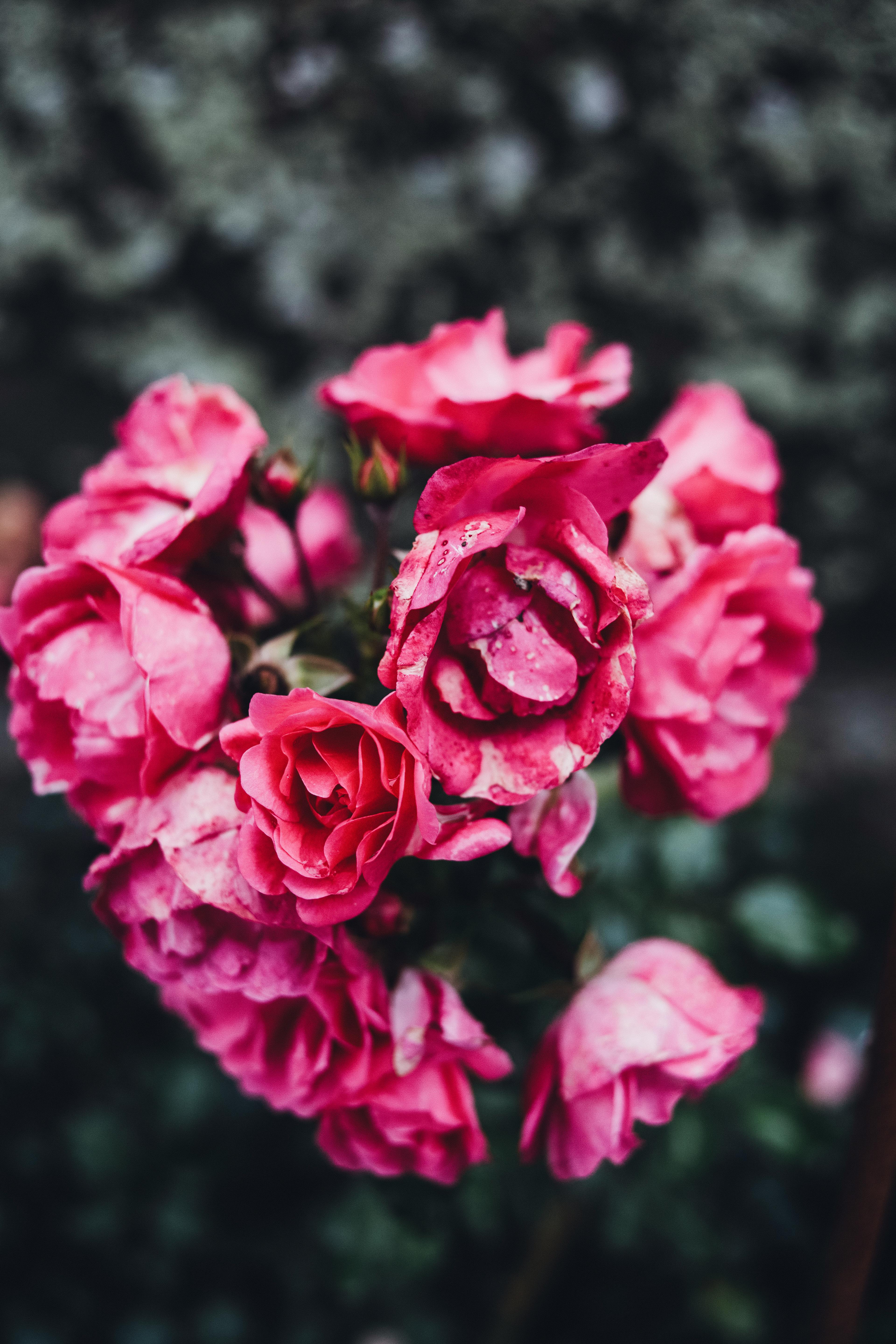 Pink Rose · Free Stock Photo