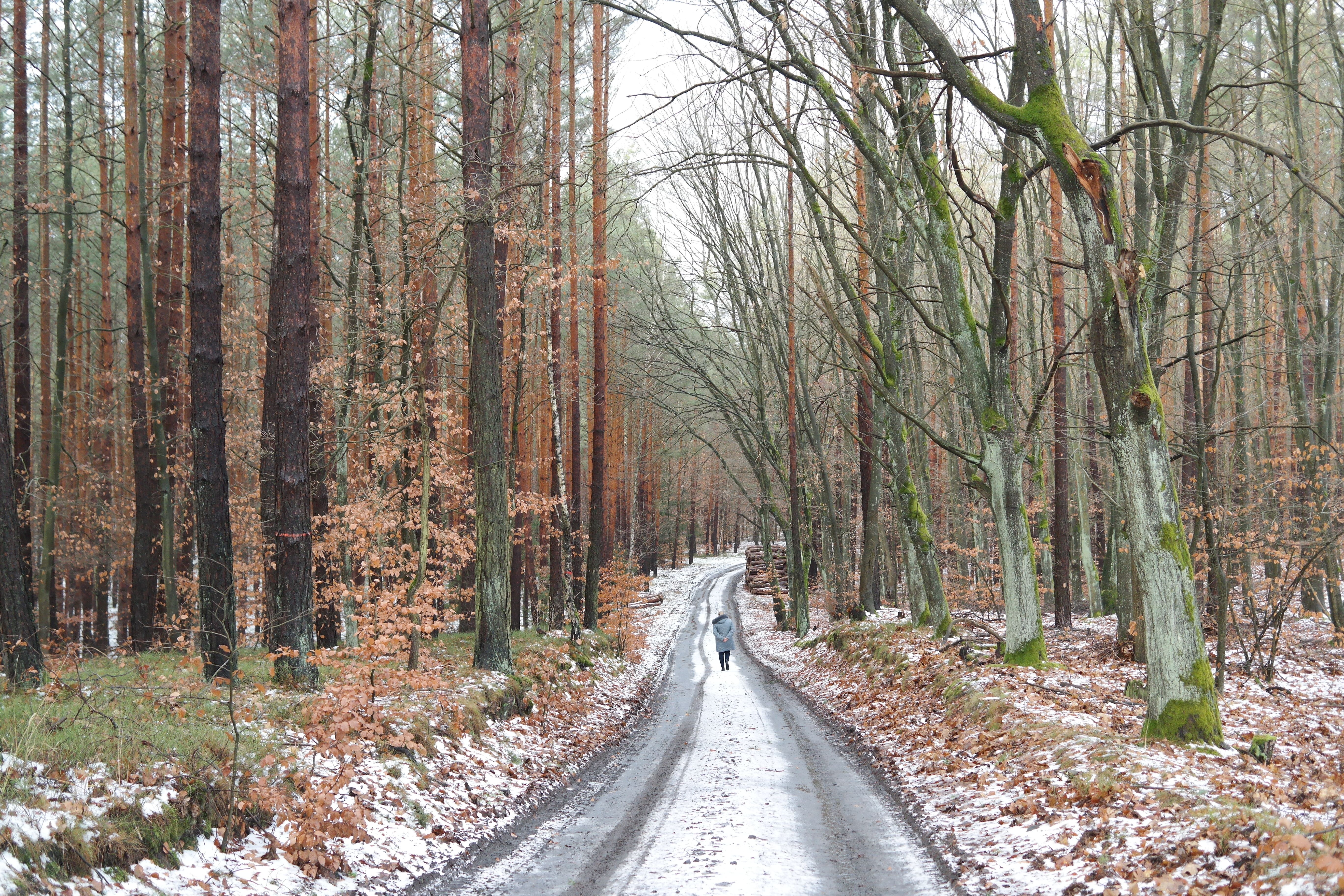 Winter Forest Path with Lone Walker · Free Stock Photo