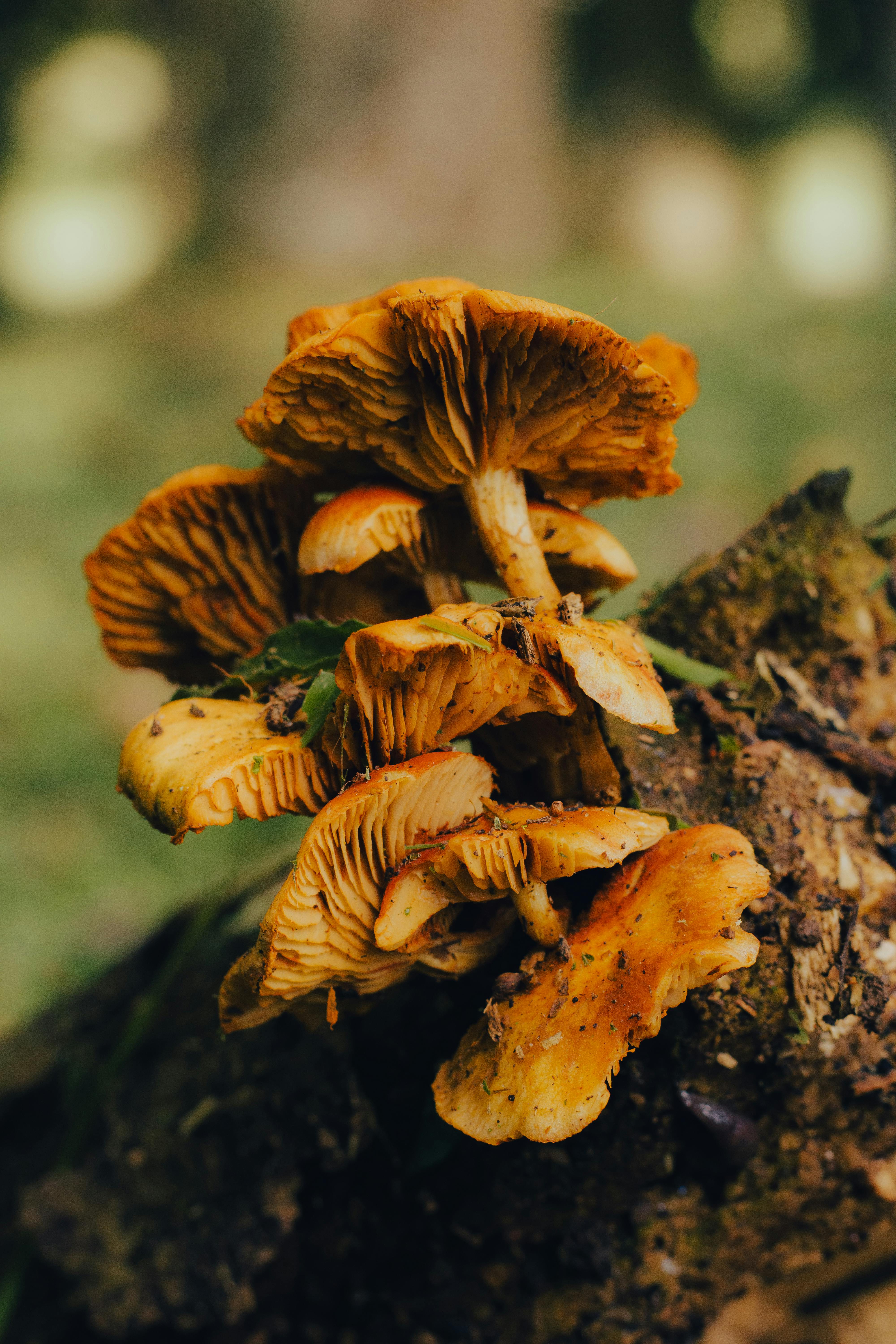 Cluster of Wild Orange Mushrooms on Forest Floor · Free Stock Photo