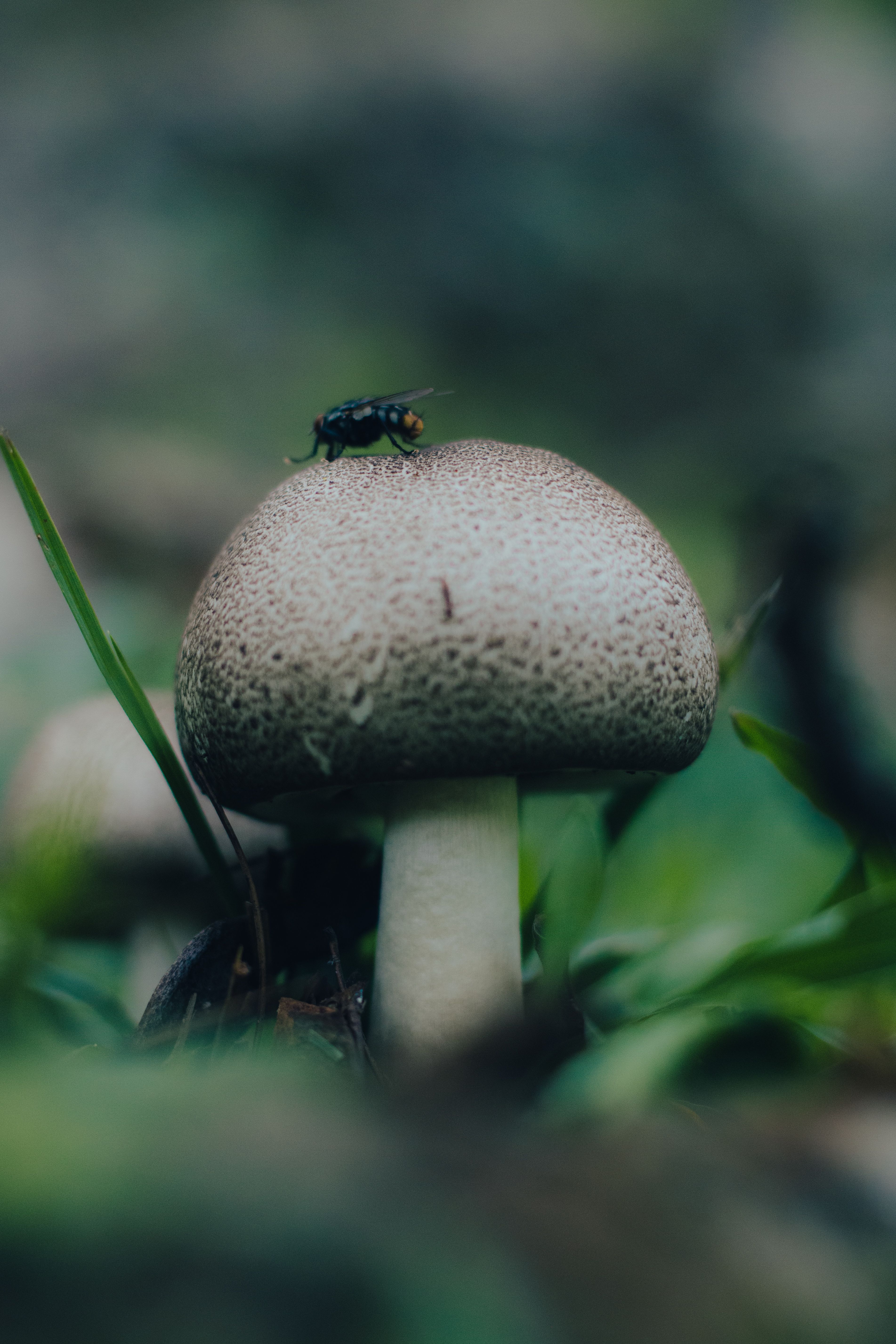 Buter Fly Photos, Download The BEST Free Buter Fly Stock Photos & HD Images