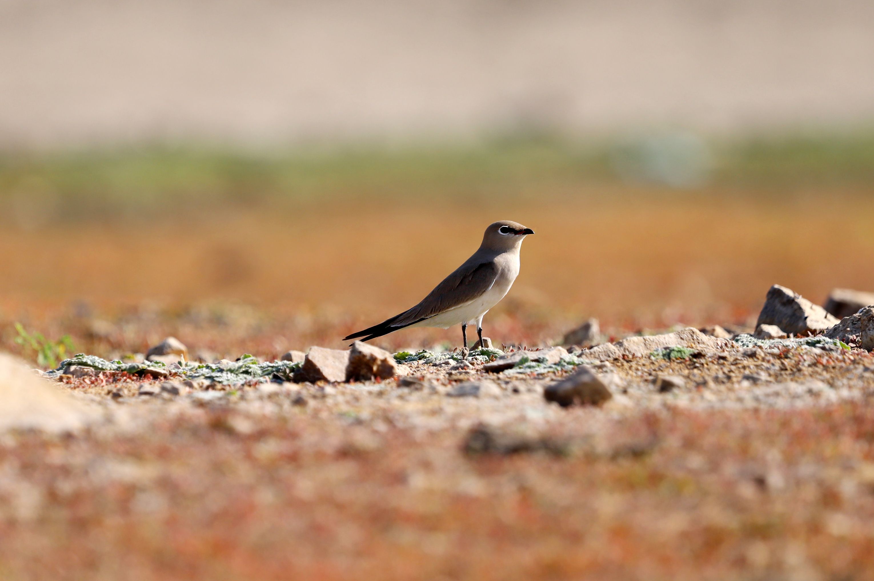 Solitary Desert Bird in Natural Habitat · Free Stock Photo