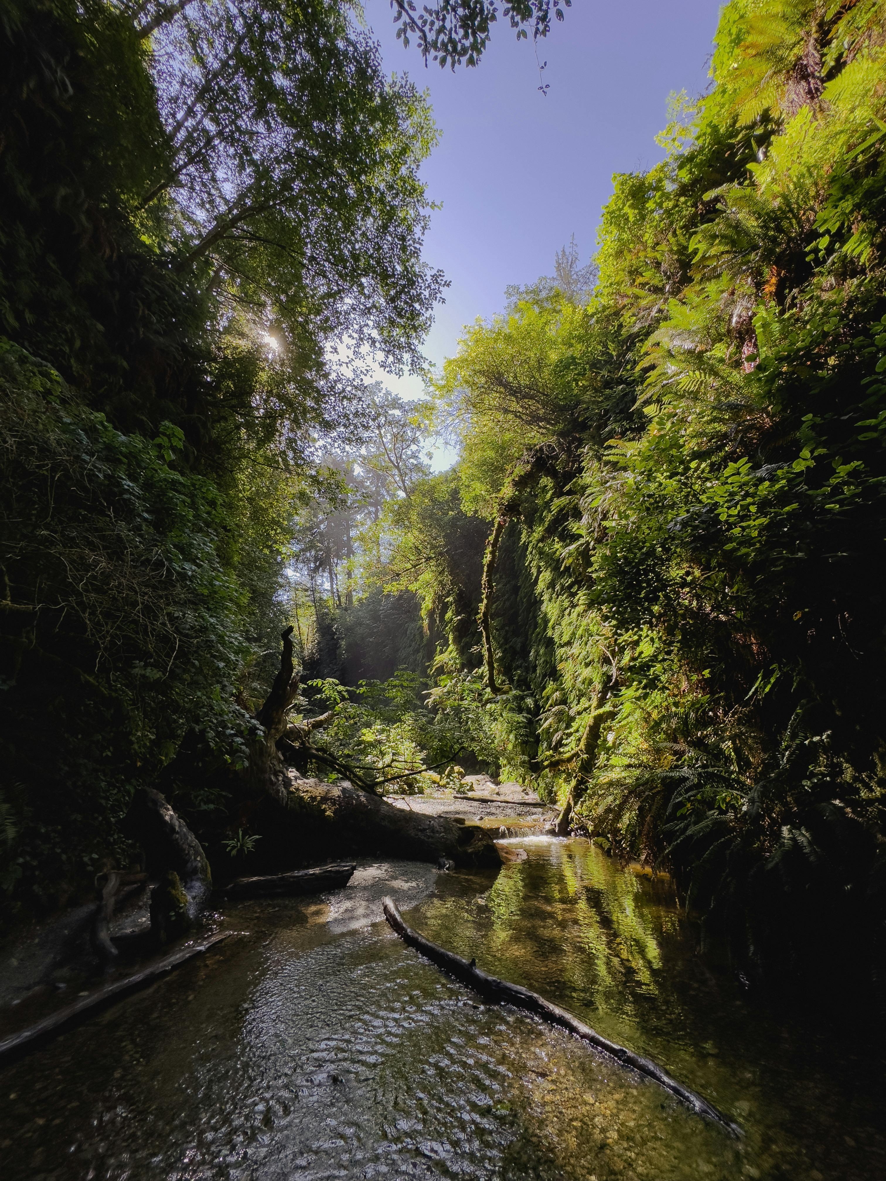 Lush Green Forest Stream in Northern California · Free Stock Photo