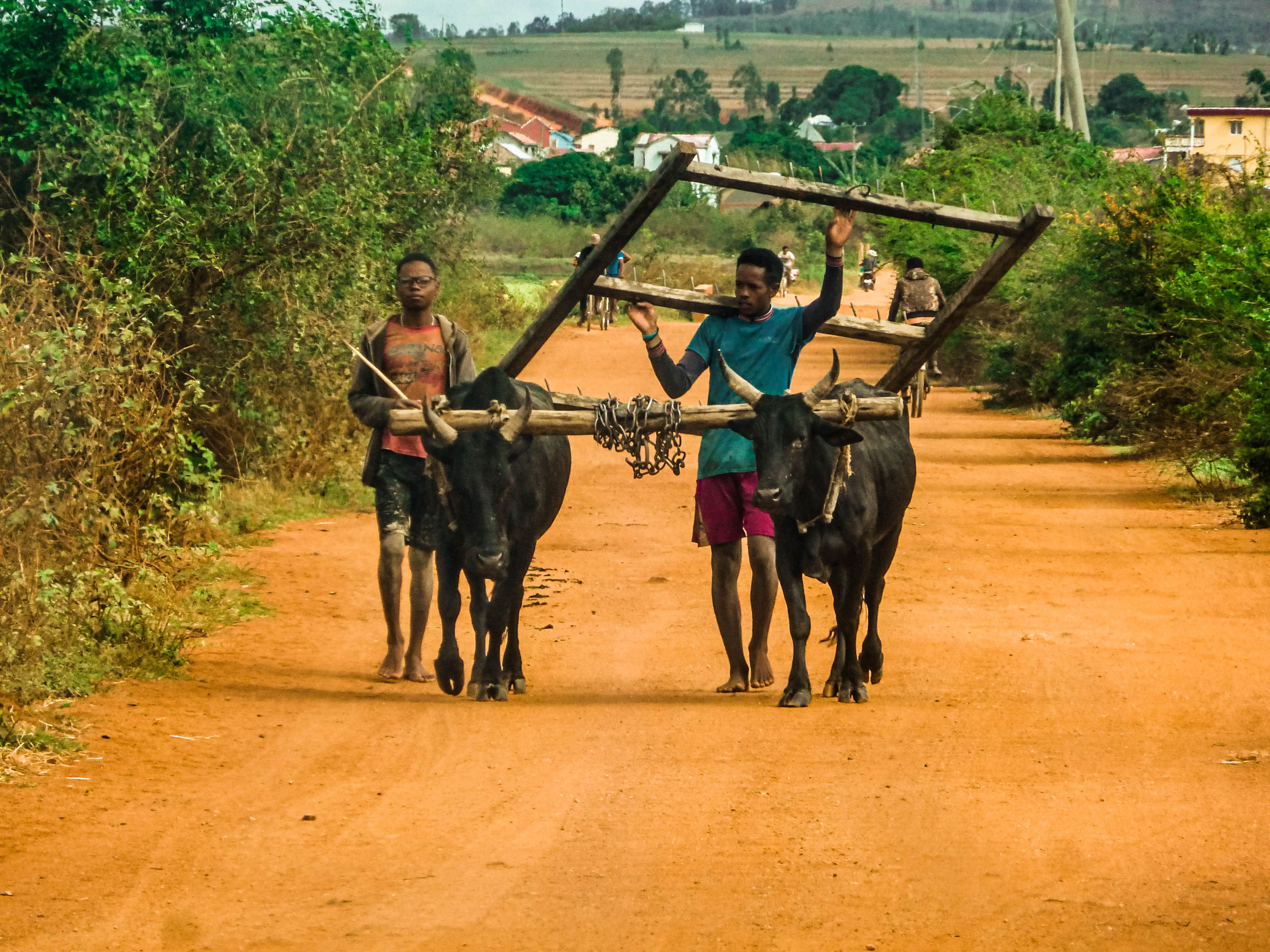 Rural Scene: Young Men Leading Cattle on Dirt Road · Free Stock Photo