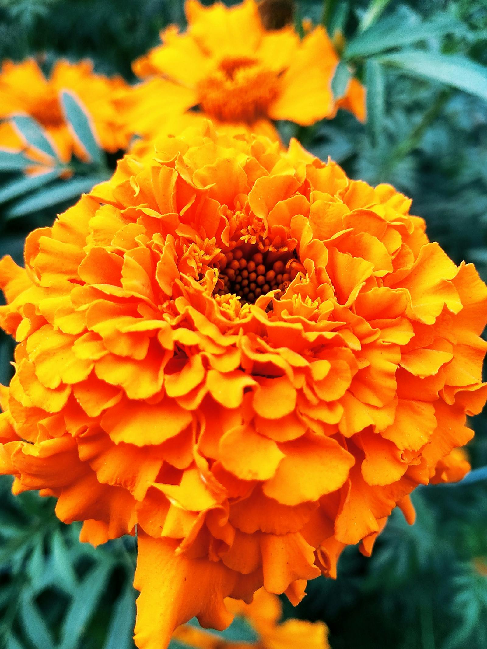 Closeup Flower Photos, Download The BEST Free Closeup Flower Stock ...