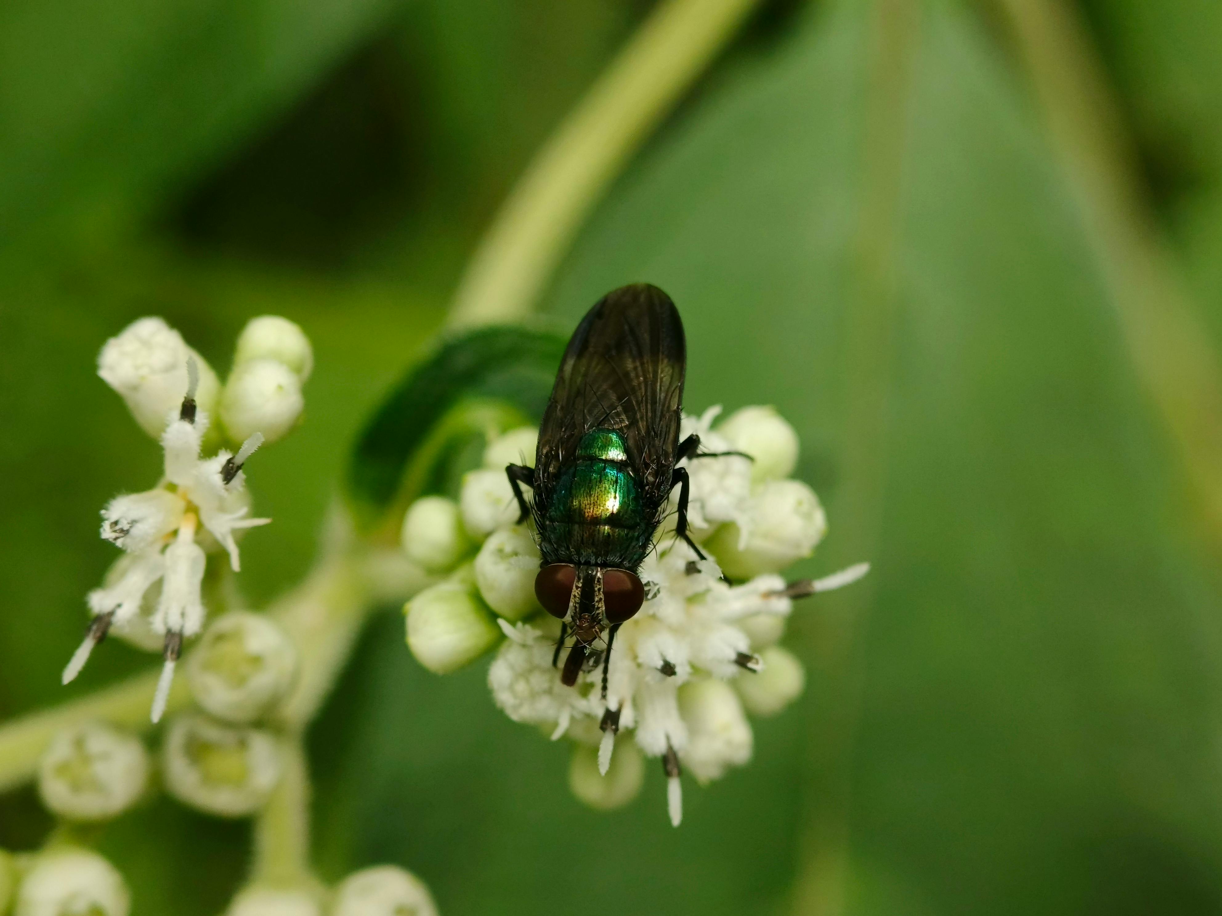 Macro Shot of Blowfly on White Flower · Free Stock Photo