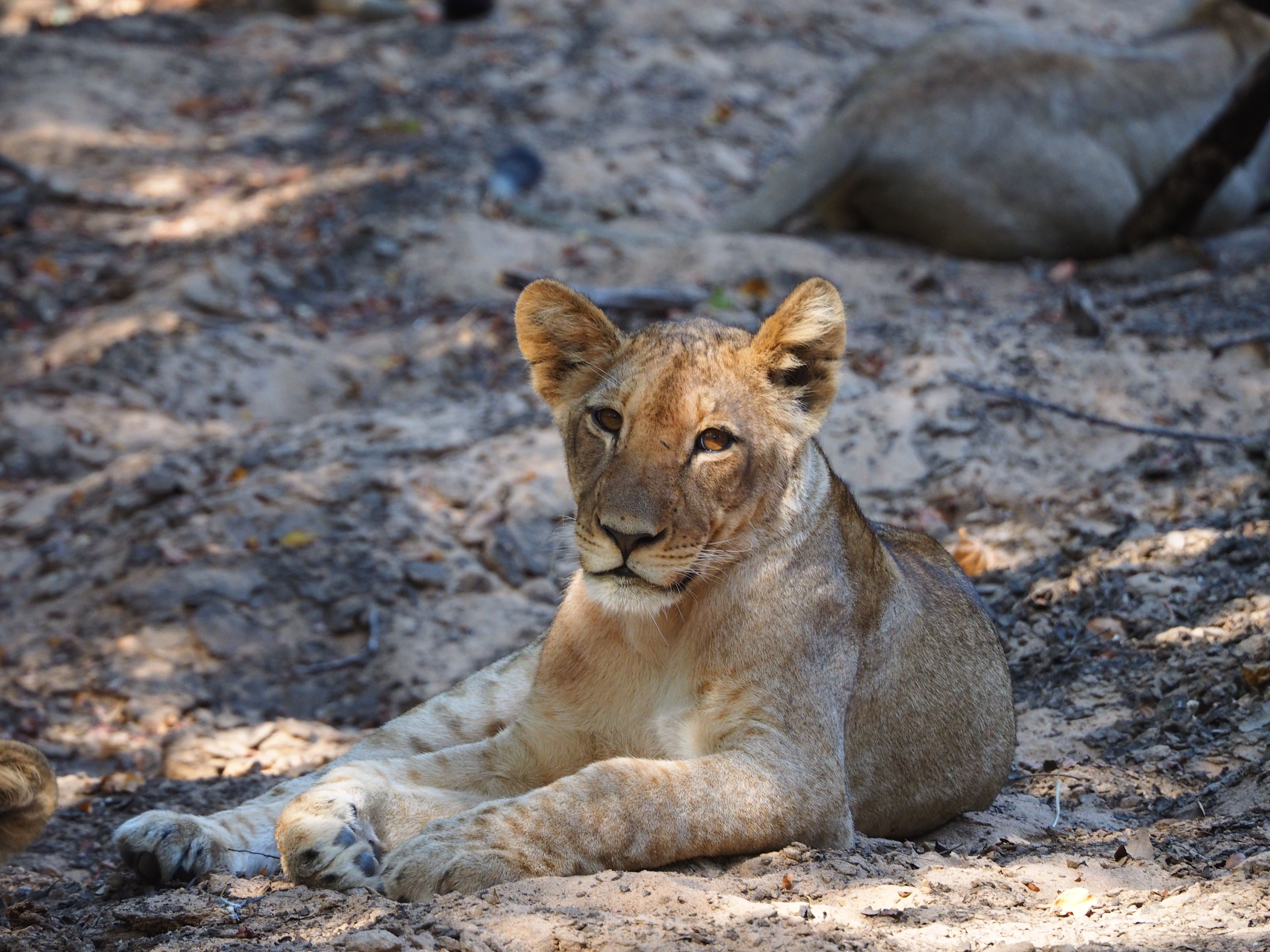 Young Lion Resting in Natural Habitat · Free Stock Photo