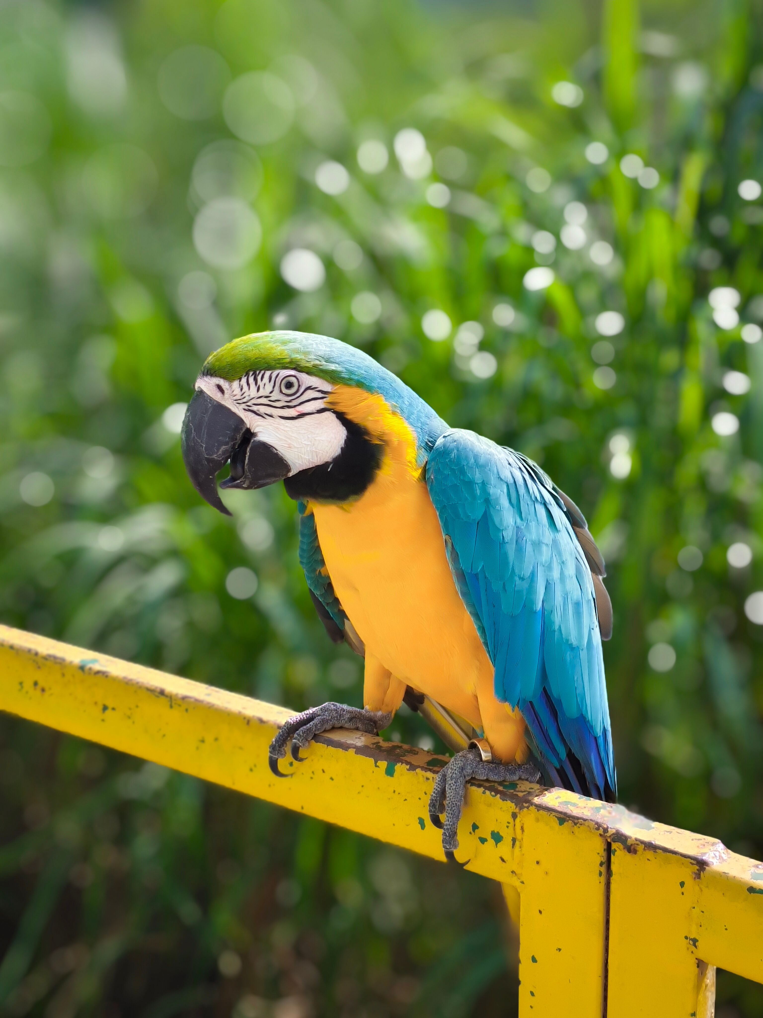 Sphynx Macaw Photos, Download The BEST Free Sphynx Macaw Stock Photos ...