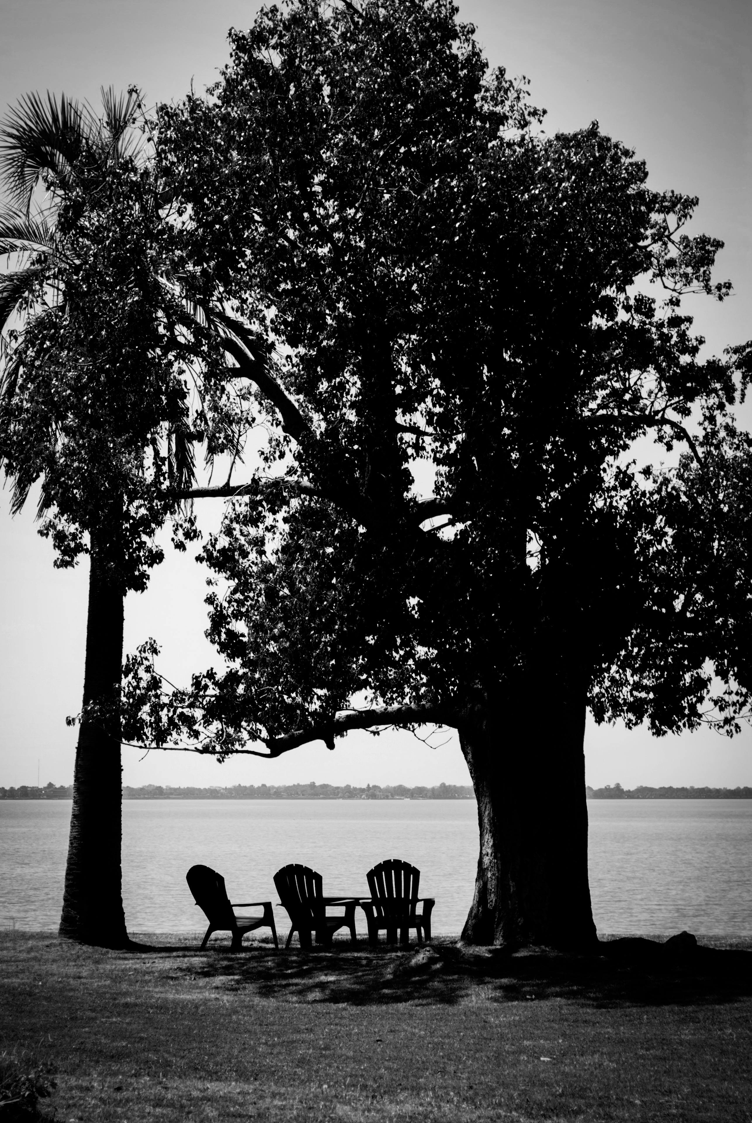 Peaceful Riverside Seating Under Trees · Free Stock Photo