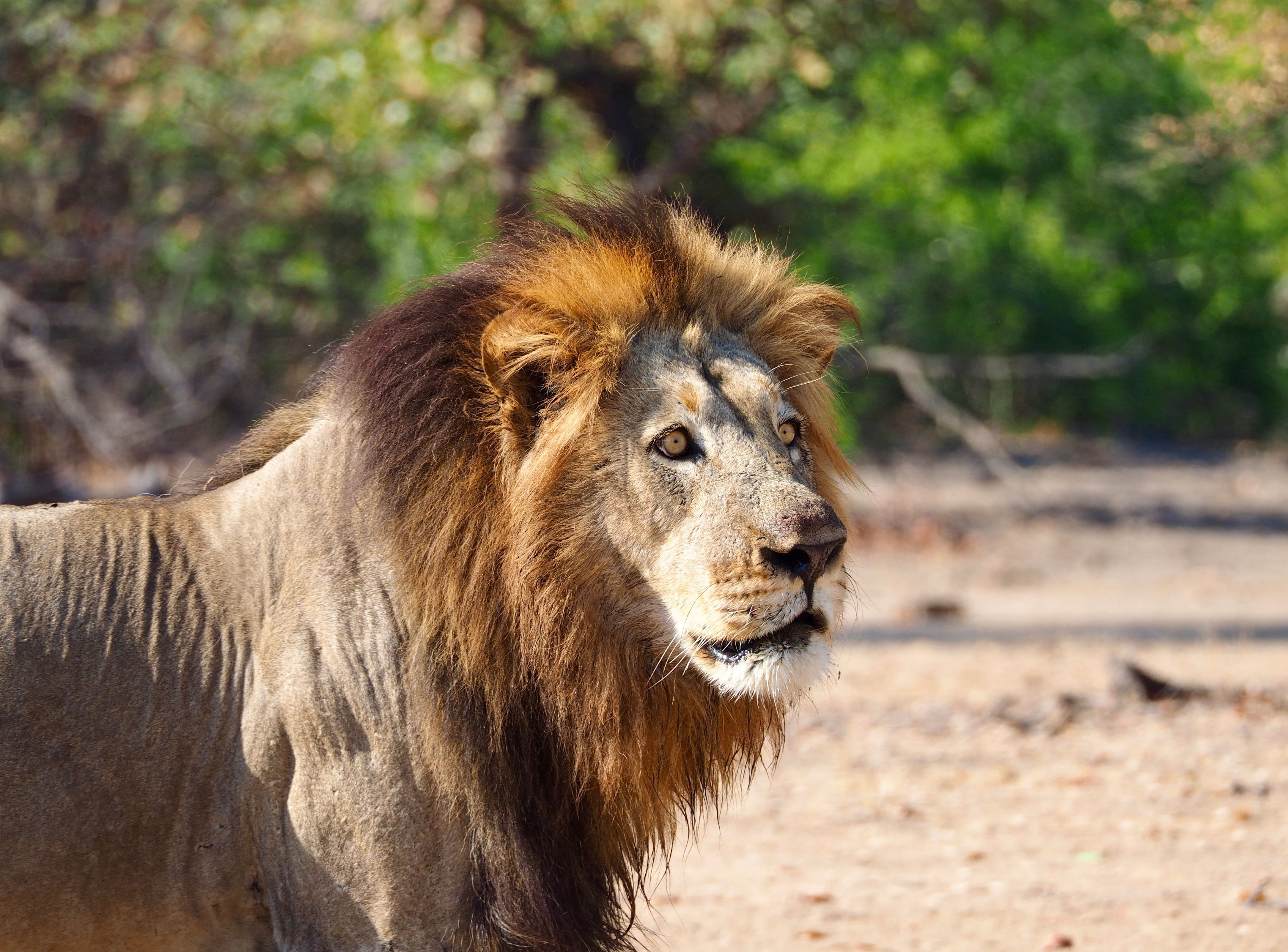 Majestic Lion in African Savanna Wildlife Photography · Free Stock Photo