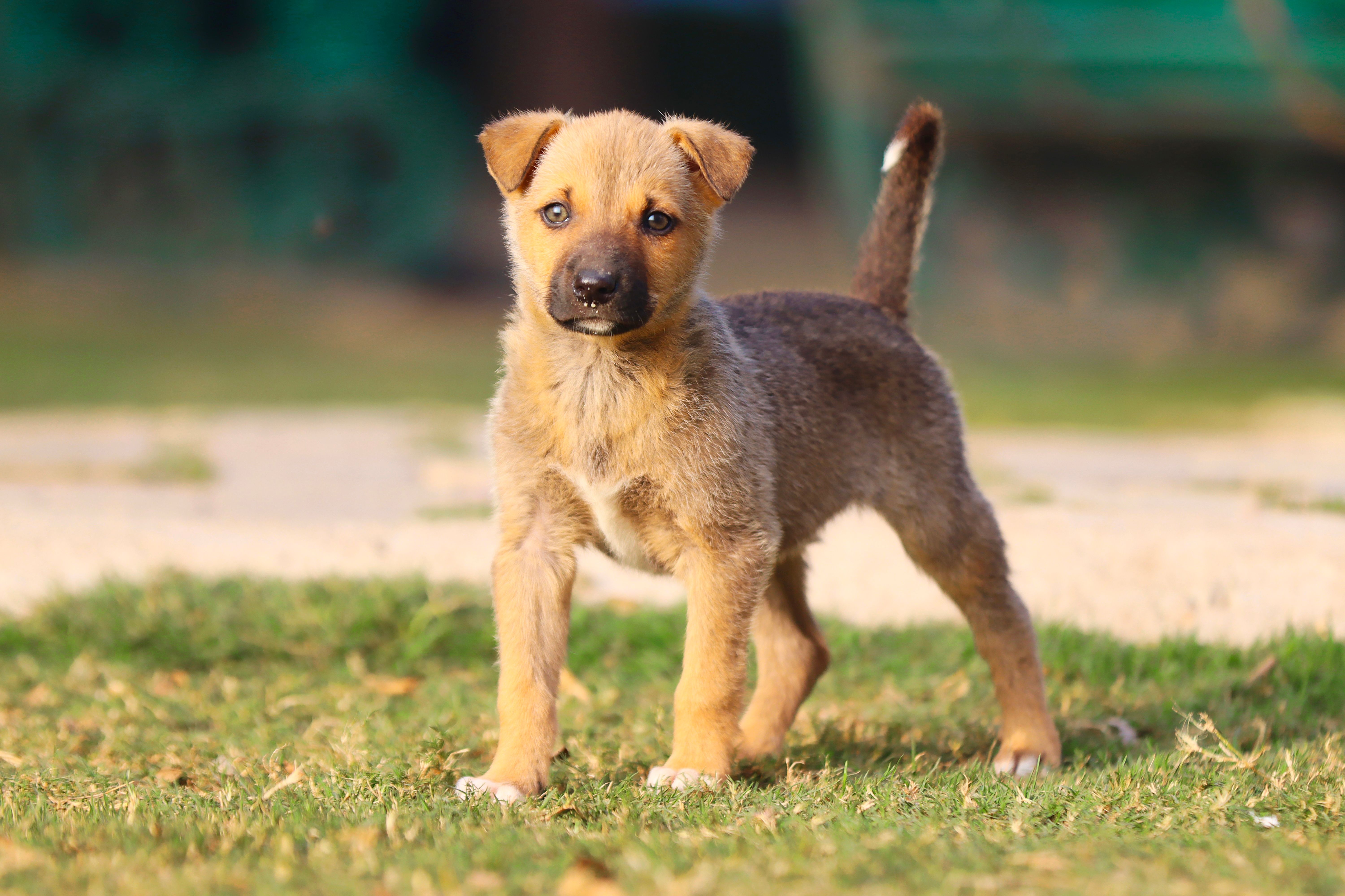 Indian Puppy Photos, Download The BEST Free Indian Puppy Stock Photos ...