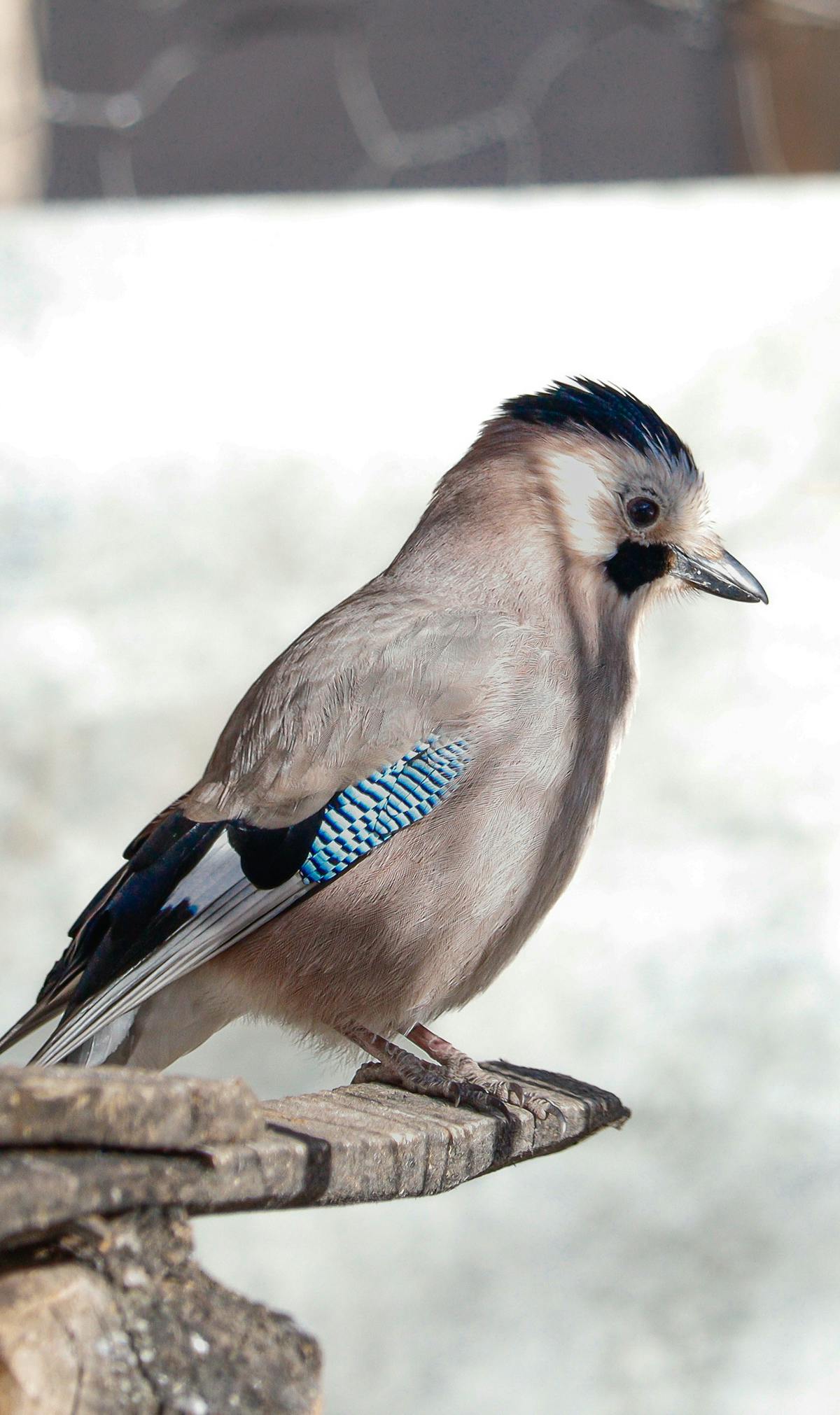 Bailey Jay Photos, Download The BEST Free Bailey Jay Stock Photos & HD ...