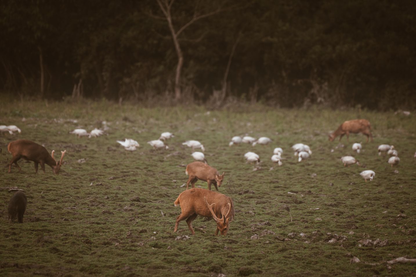 Dodo Bird: Extinction Story and Cultural Impact Explained
