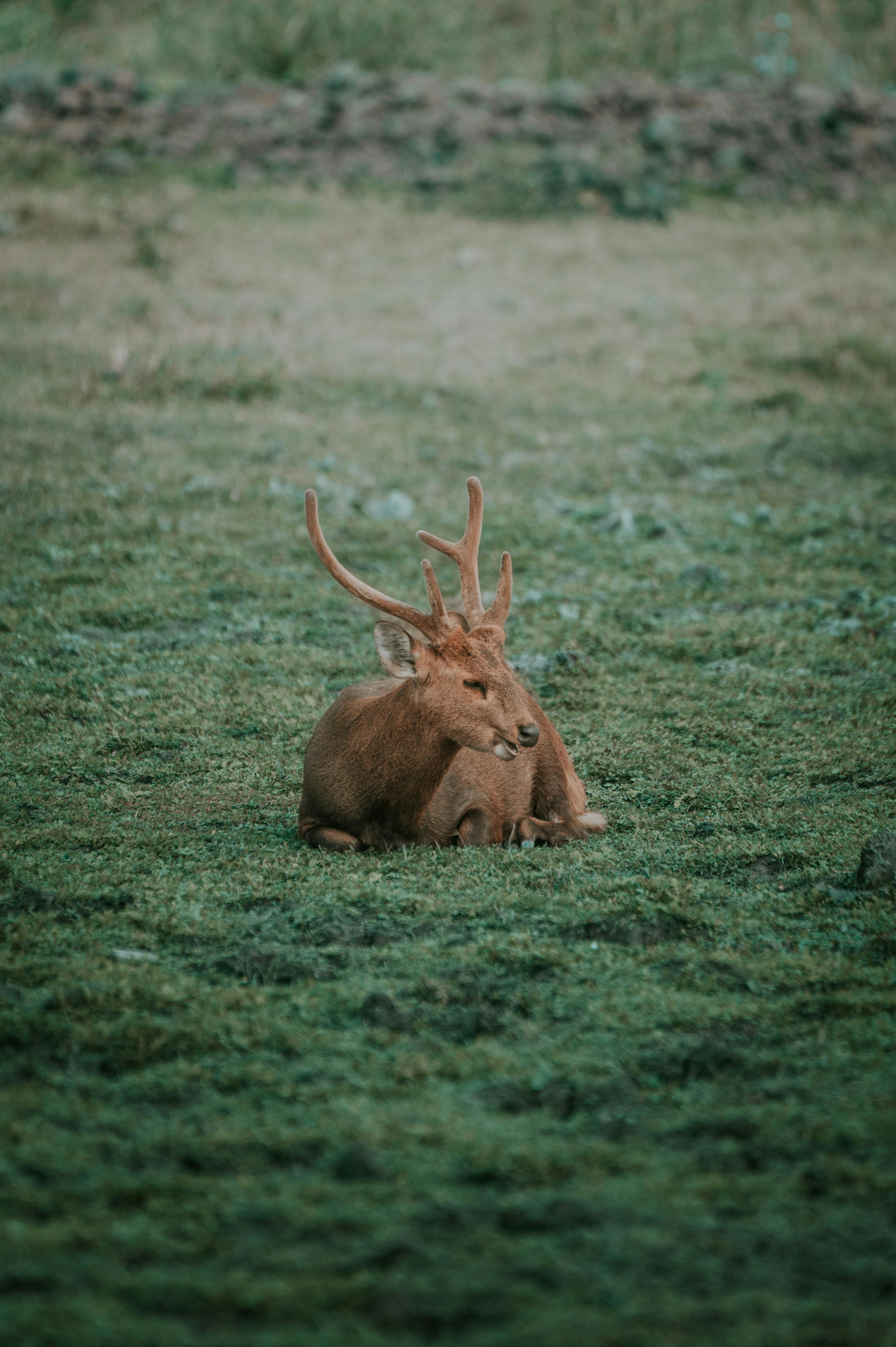 Resting Deer in Kaziranga National Park · Free Stock Photo