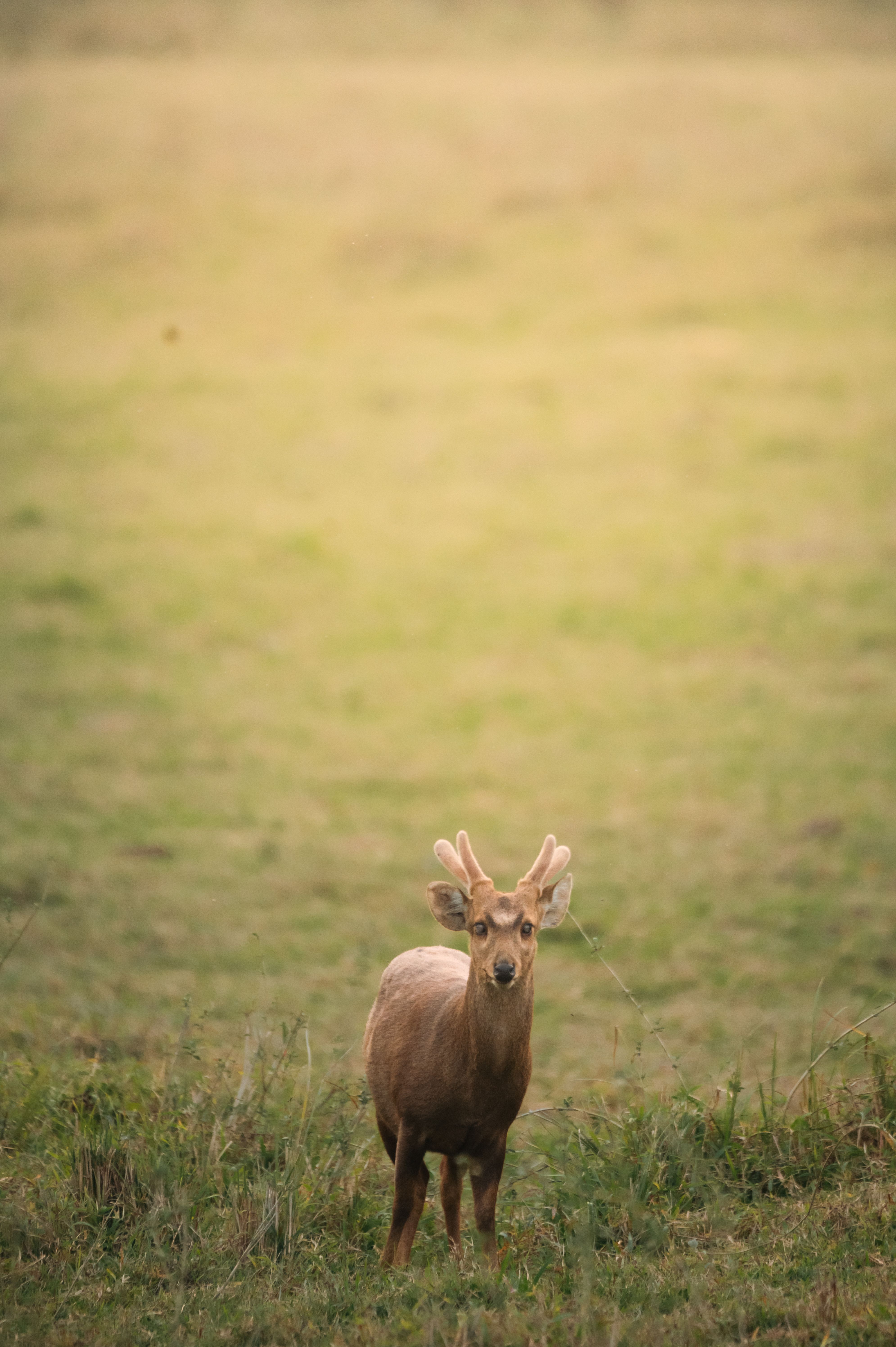 Captain Forest Photos, Download The BEST Free Captain Forest Stock ...