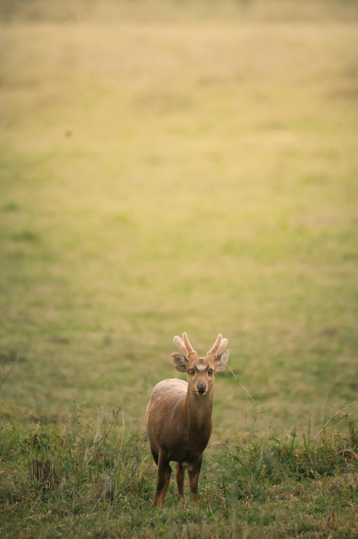 Deer. Photos, Download The BEST Free Deer. Stock Photos & HD Images