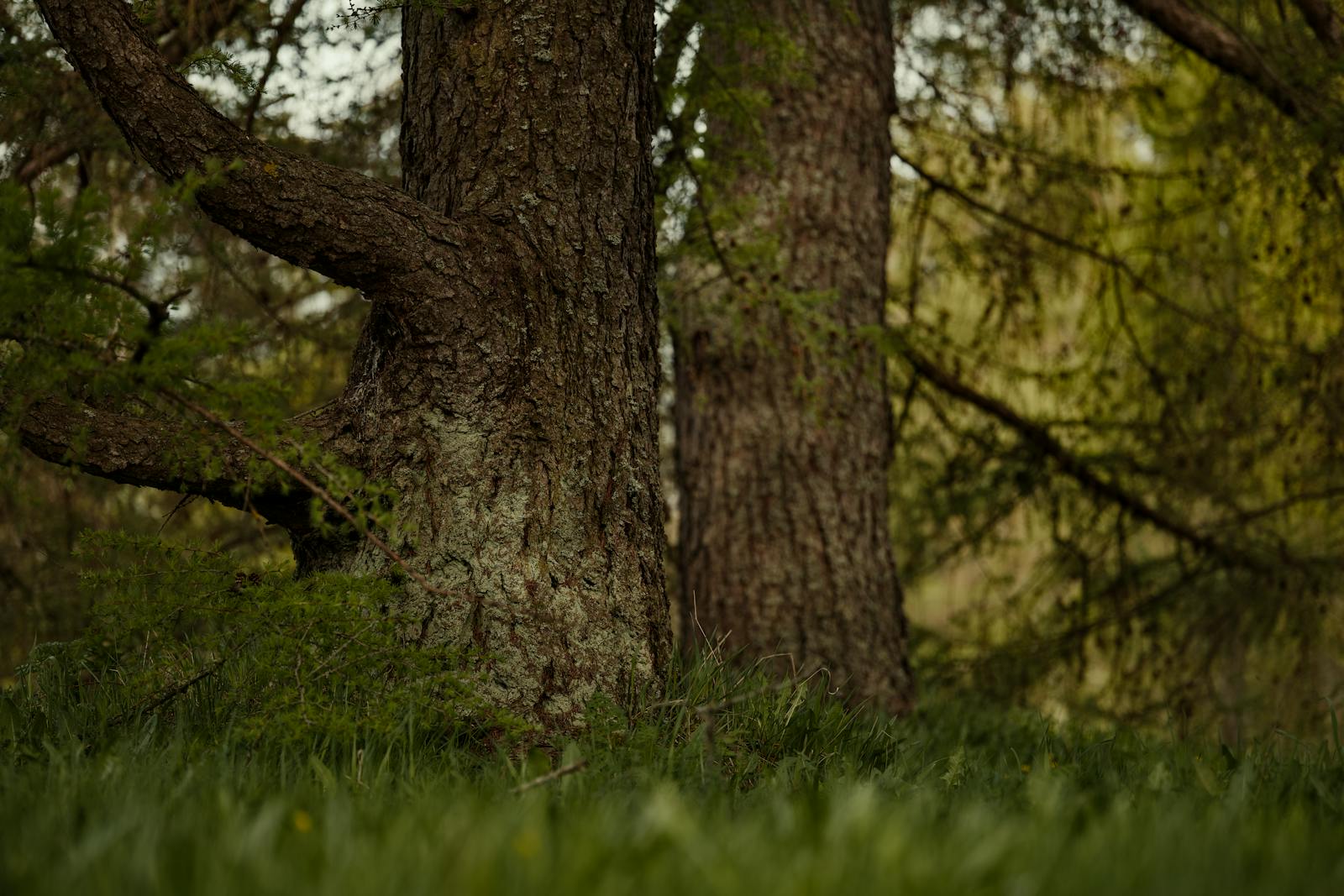 Big Tree Photos, Download The BEST Free Big Tree Stock Photos & HD Images