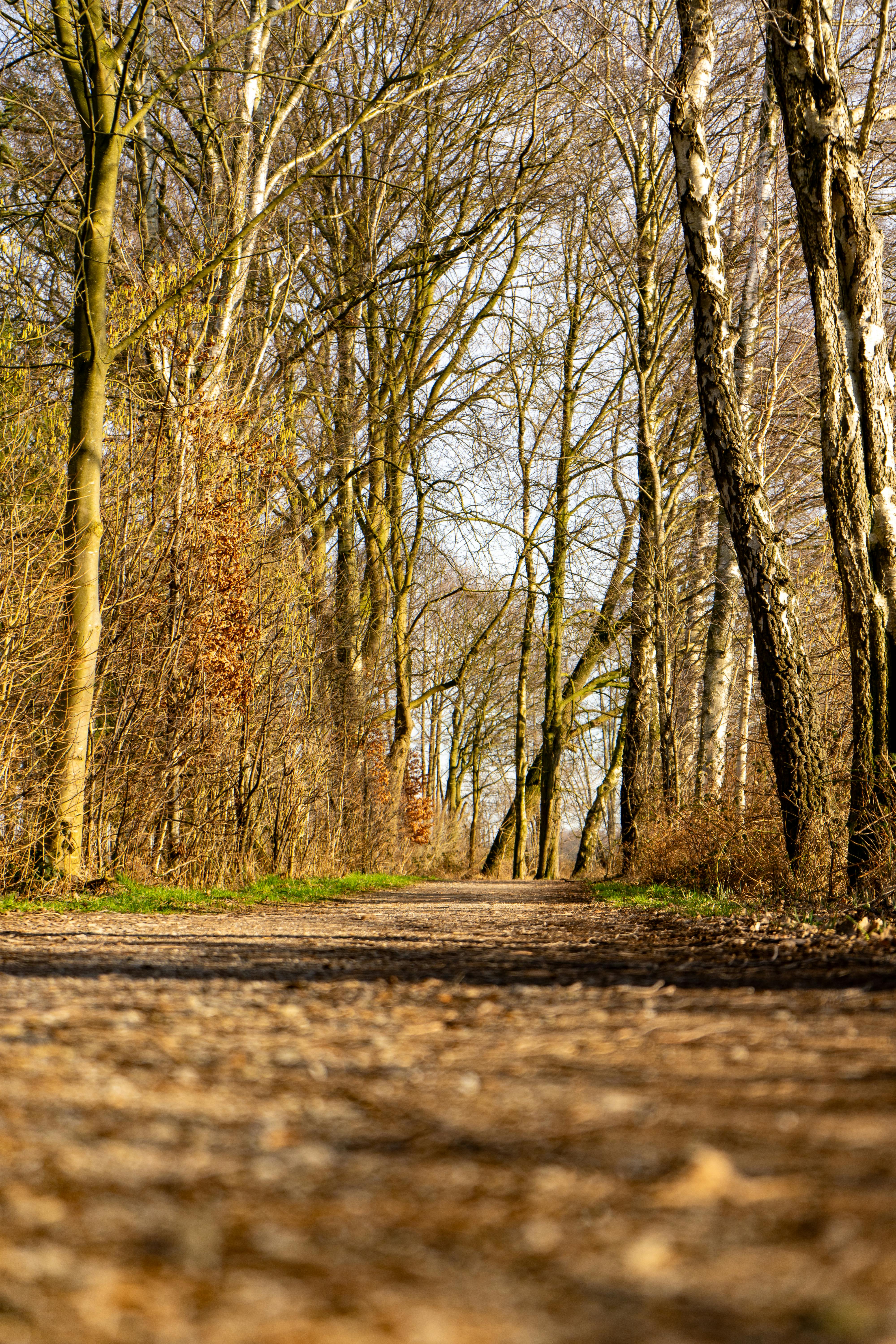 Scenic Forest Path in Rietberg, Germany · Free Stock Photo